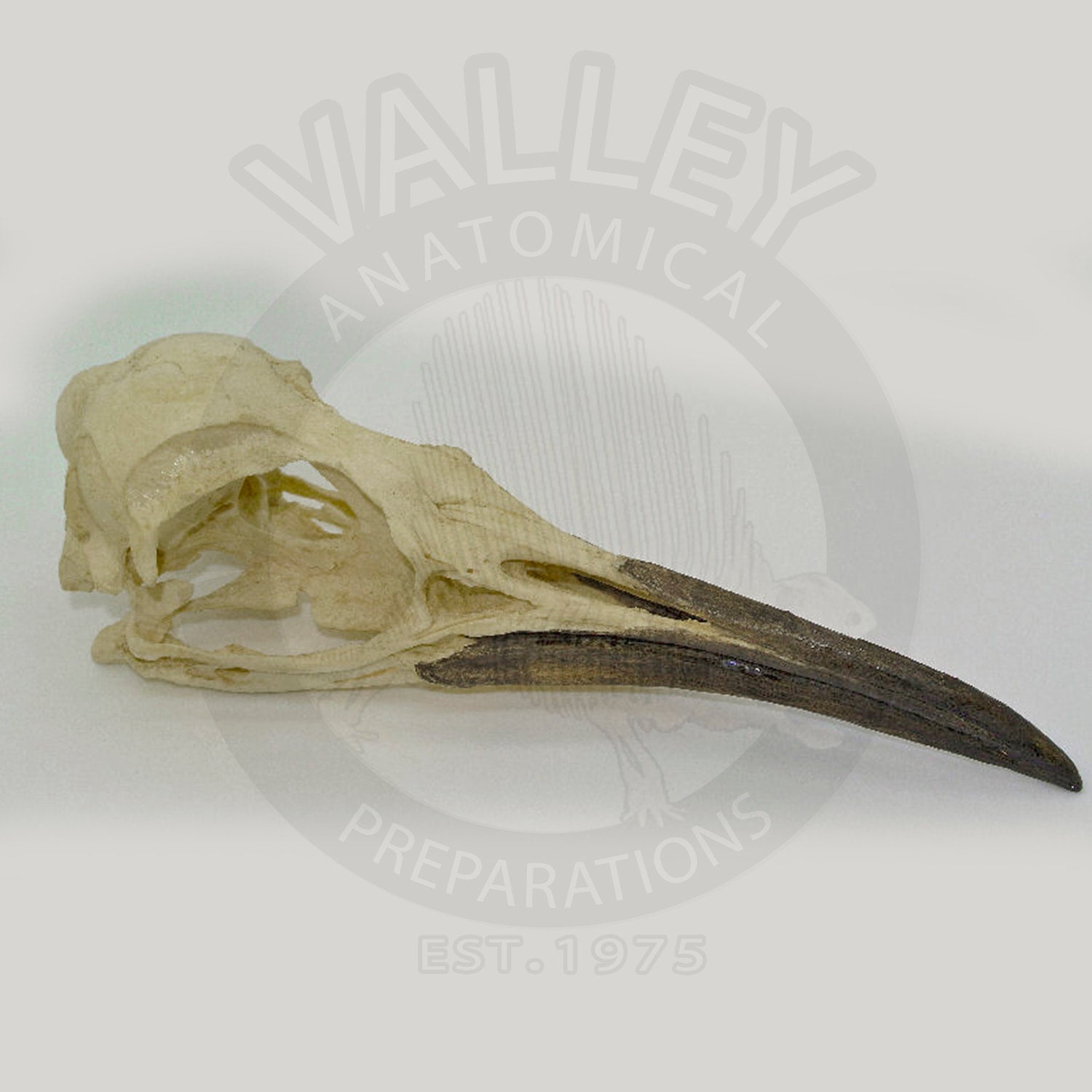 KING PENGUIN, Skull | My Site