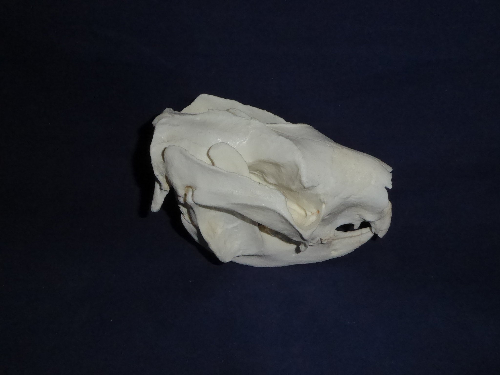 koala bear skull