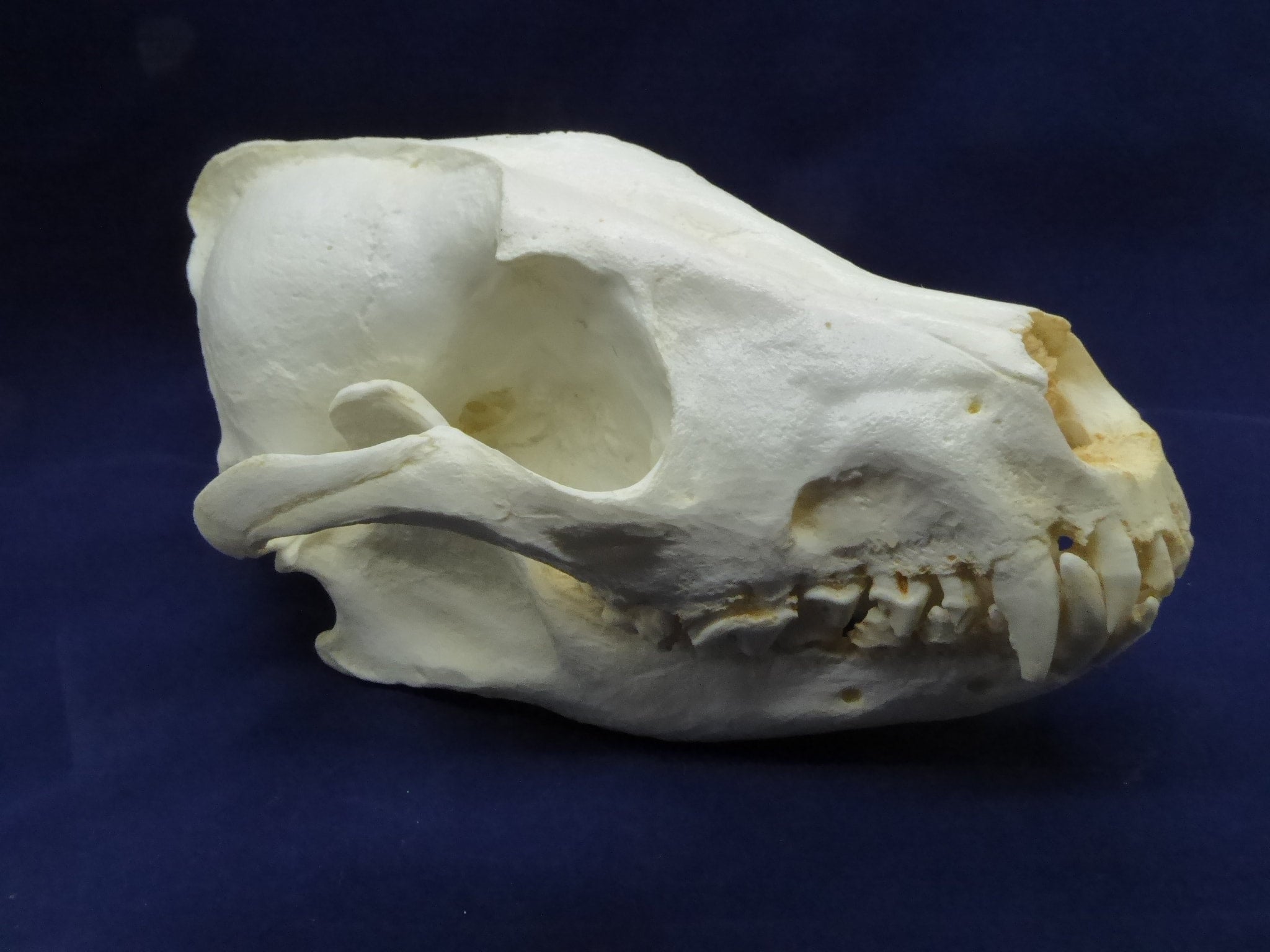 dog skull bones