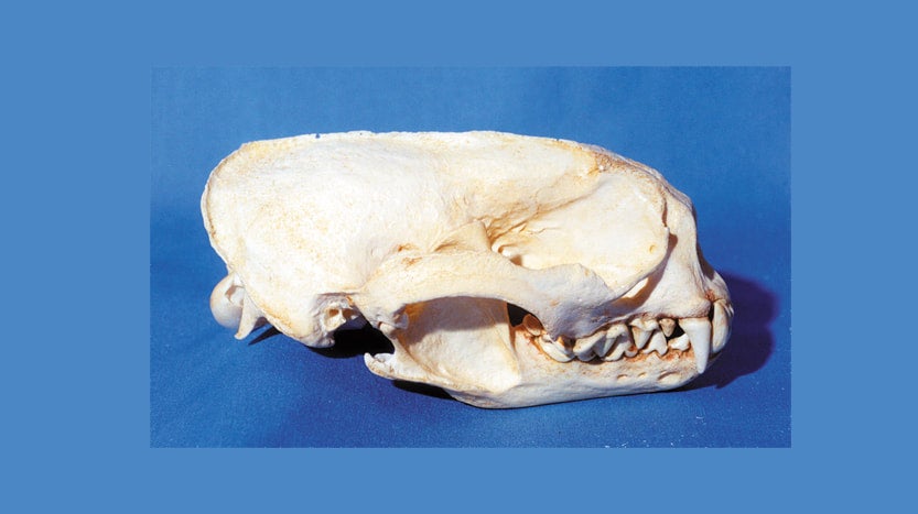 northern river otter skull