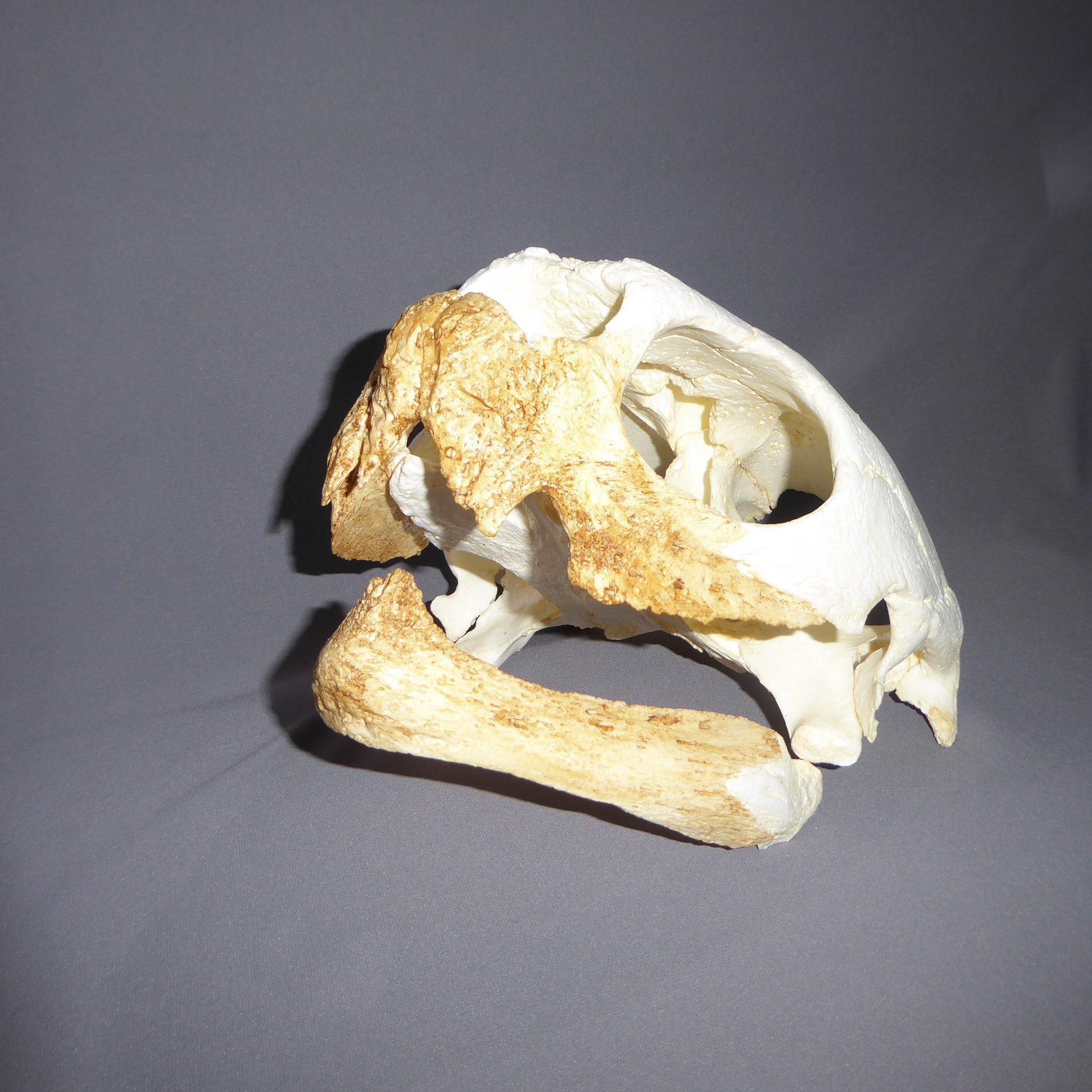 sea turtle skull
