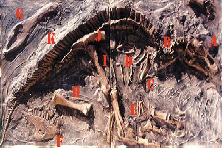 COMPLETE SKELETON PANEL TWO 4x4ft x P110 & P109 | My Site