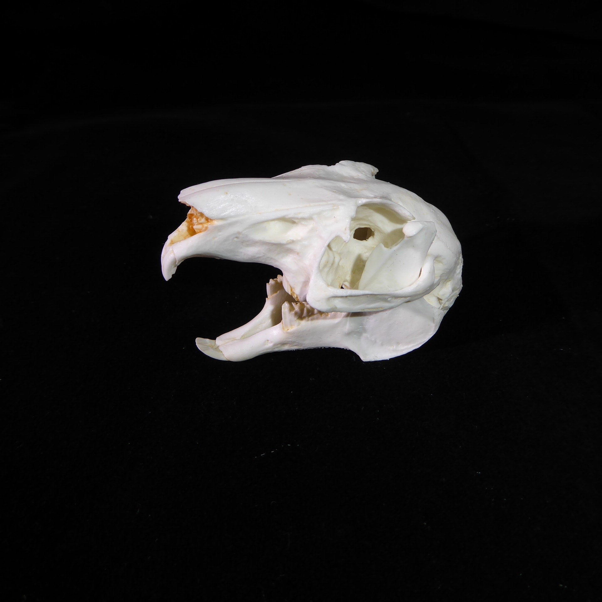hare skull front view