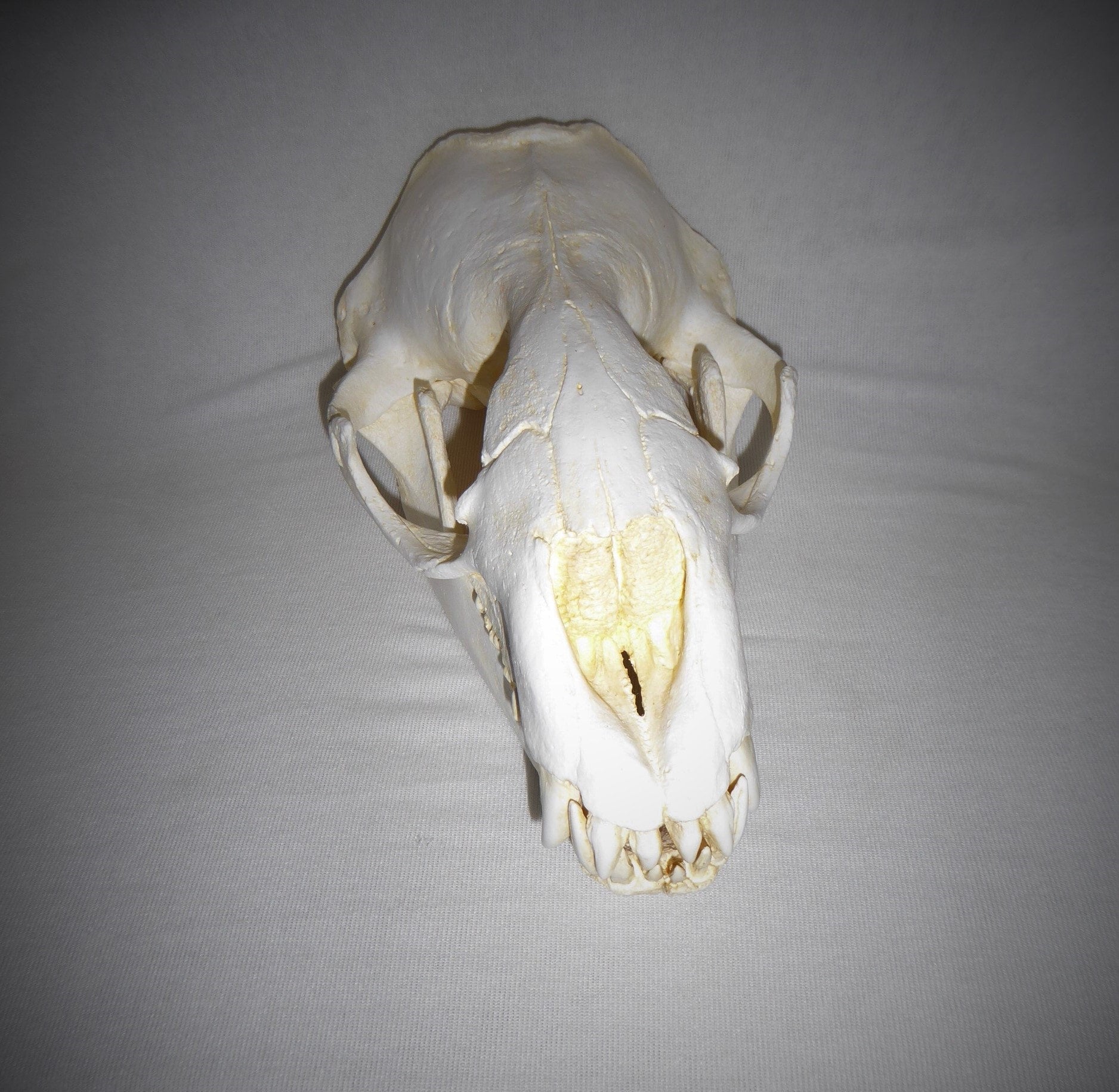 leopard seal skull