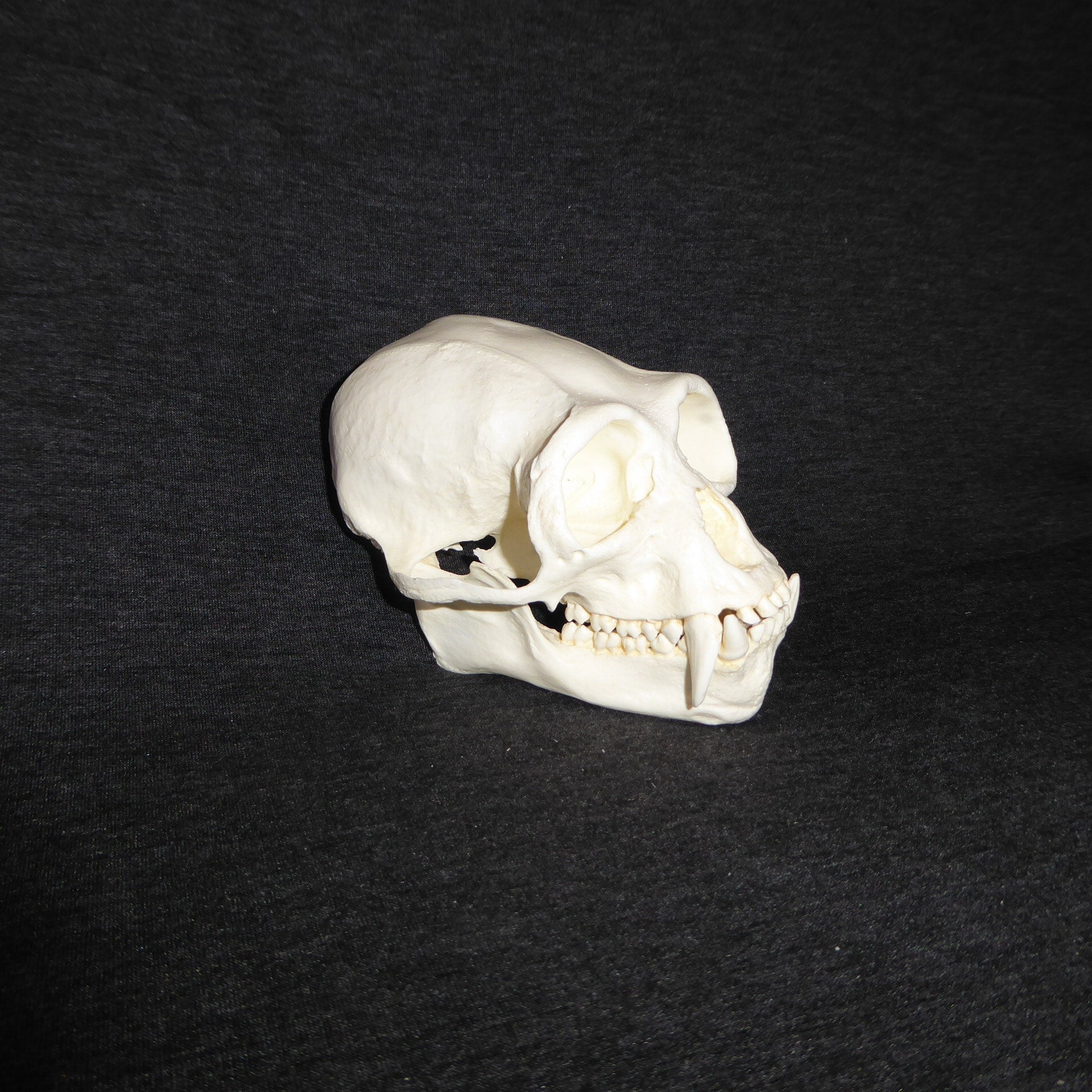 Siamang Gibbon Male Skull | My Site