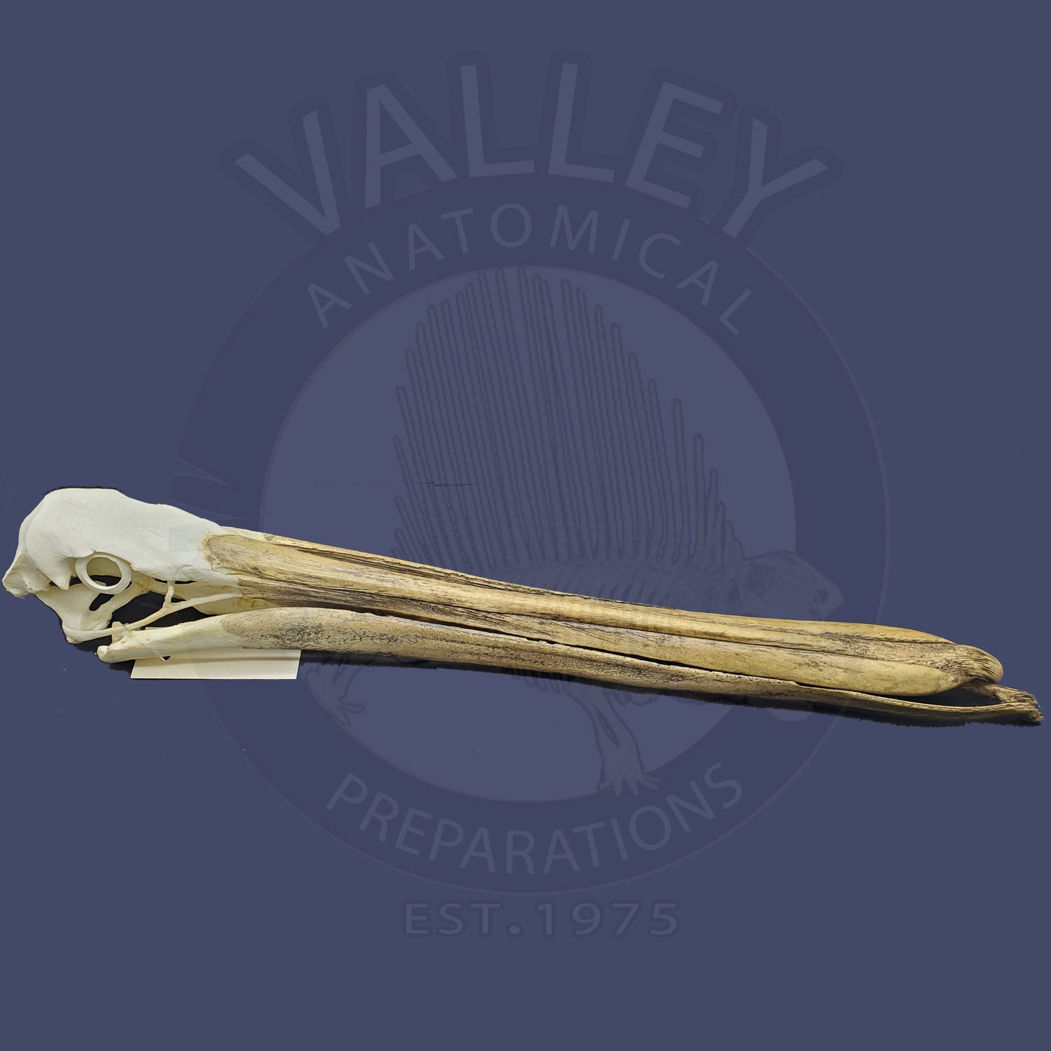 pelican skull
