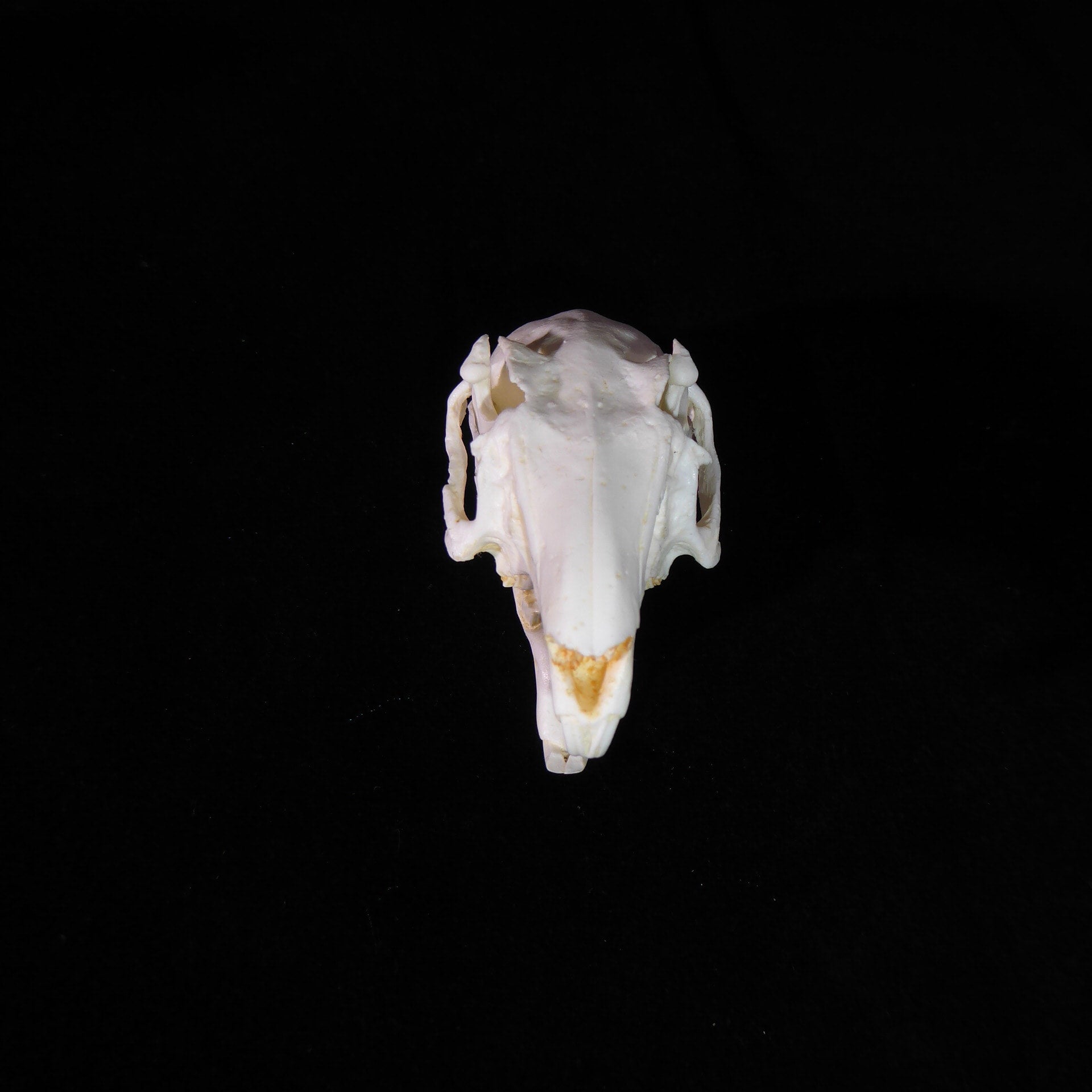 hare skull front view