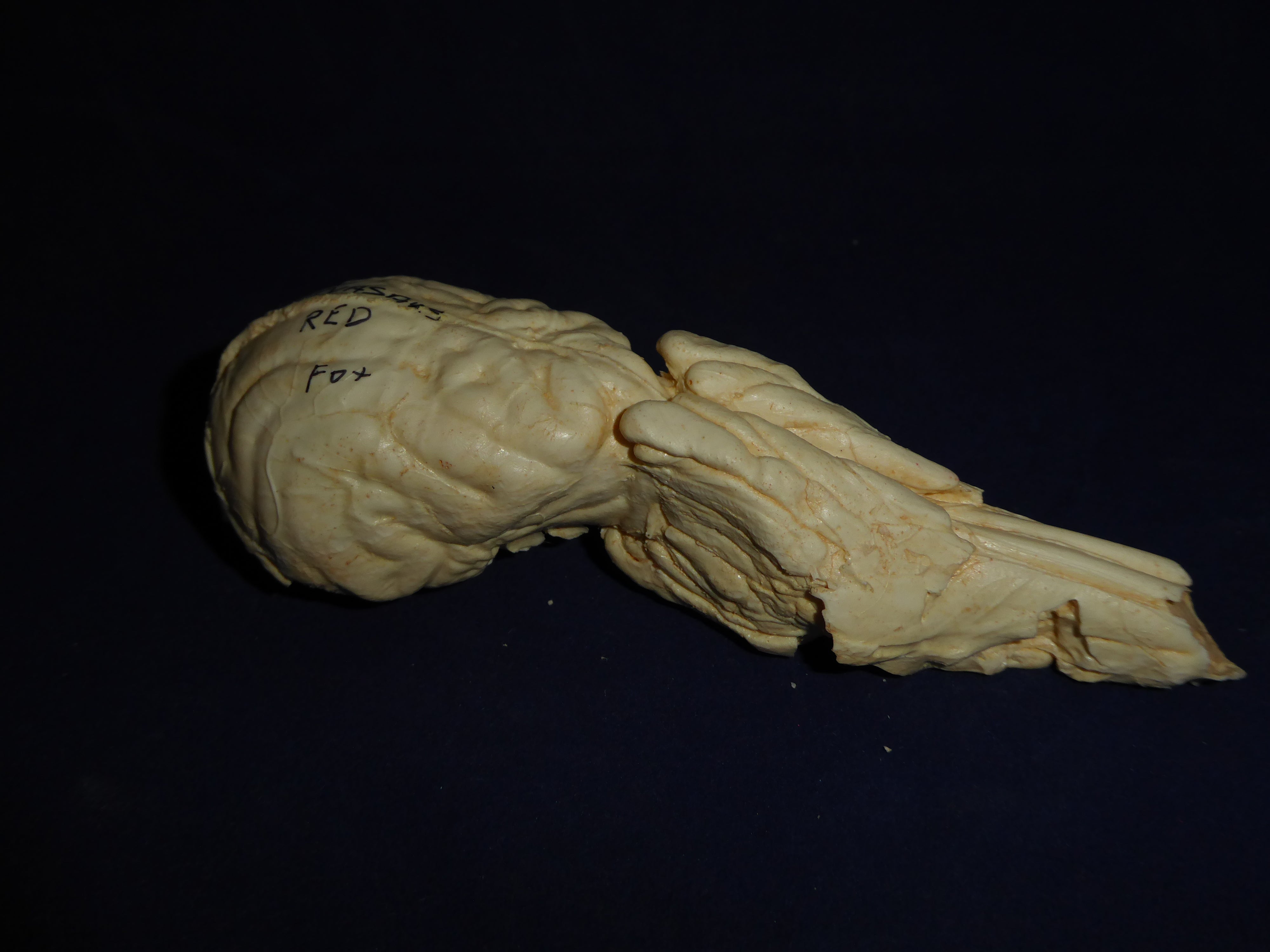 RED FOX BRAIN/NASAL | My Site