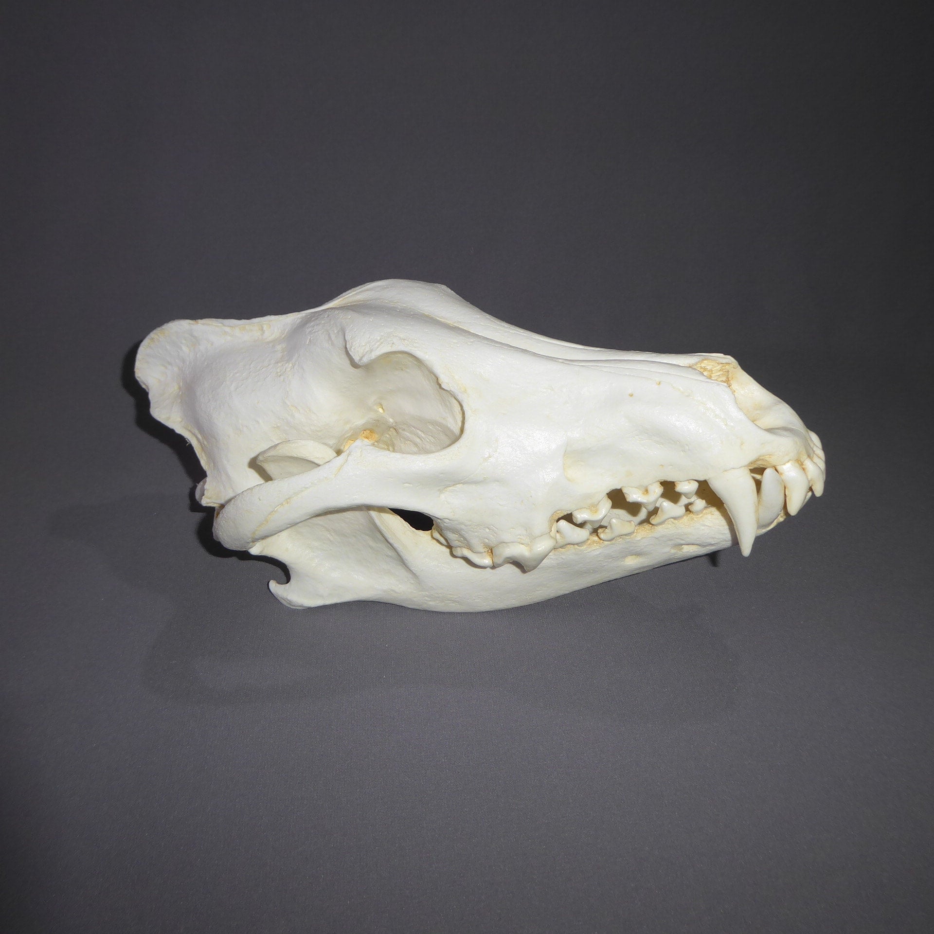 wolf skull side view
