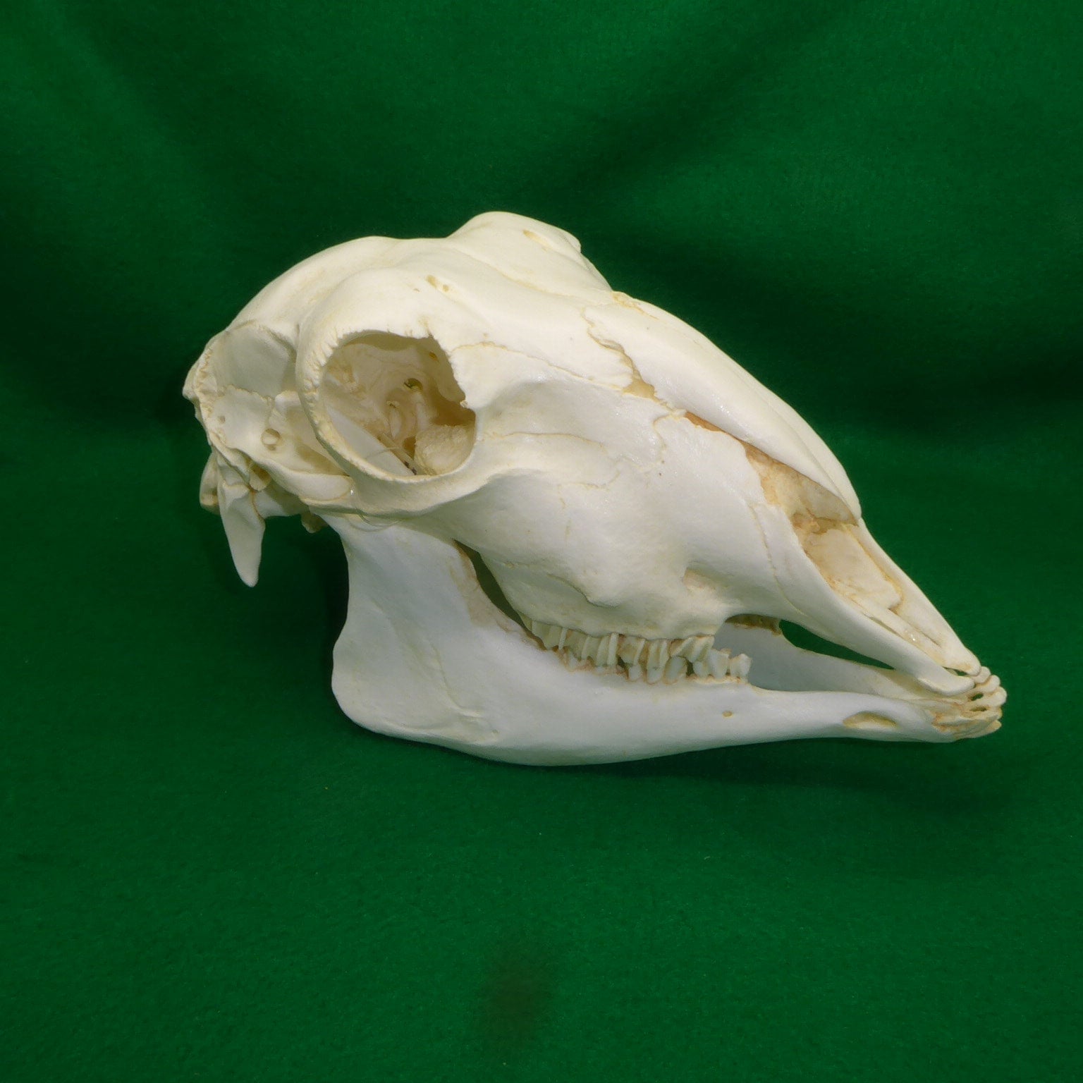 sheep skull side view