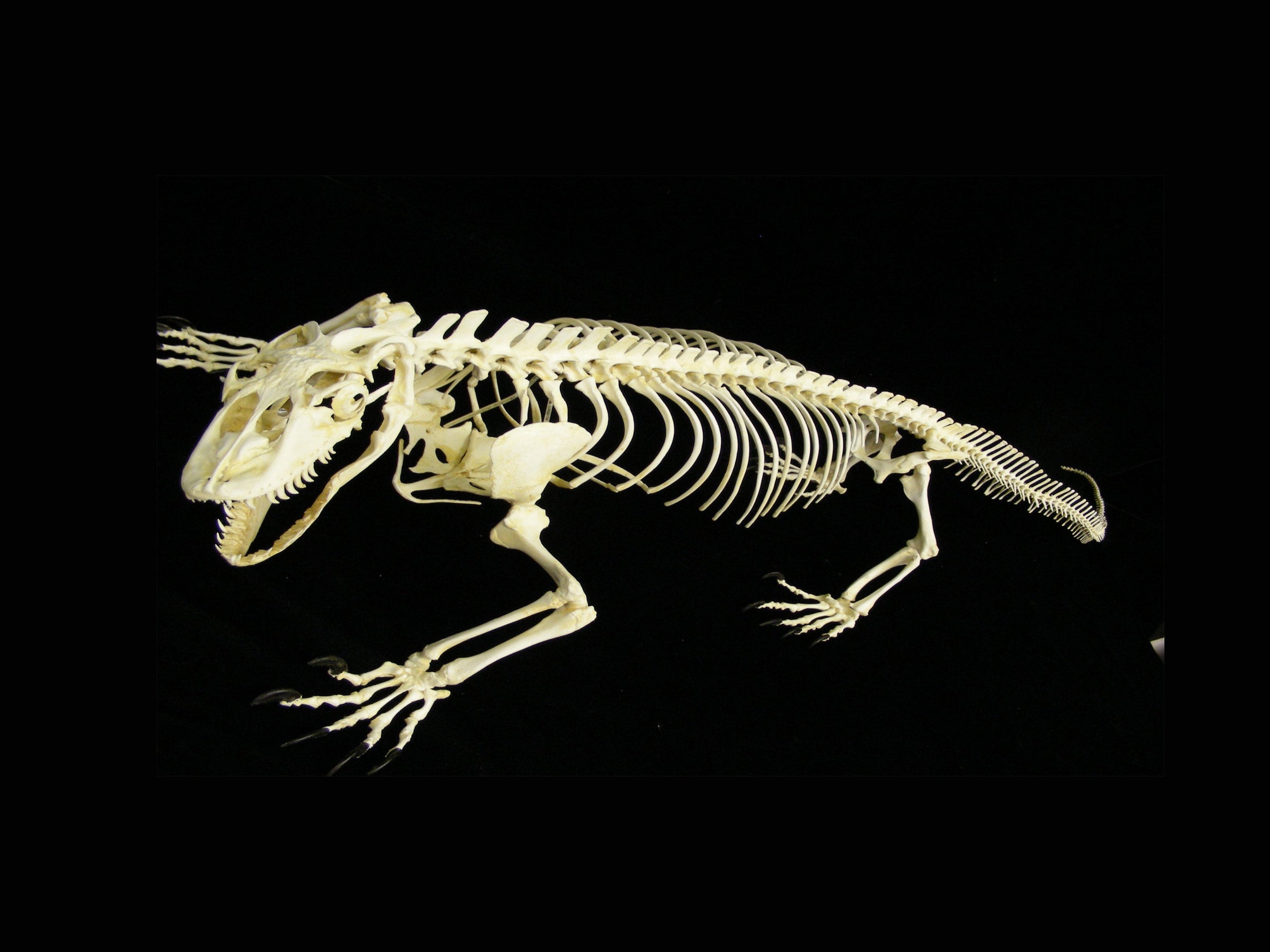 colugo skeleton