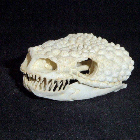 beaded lizard skull