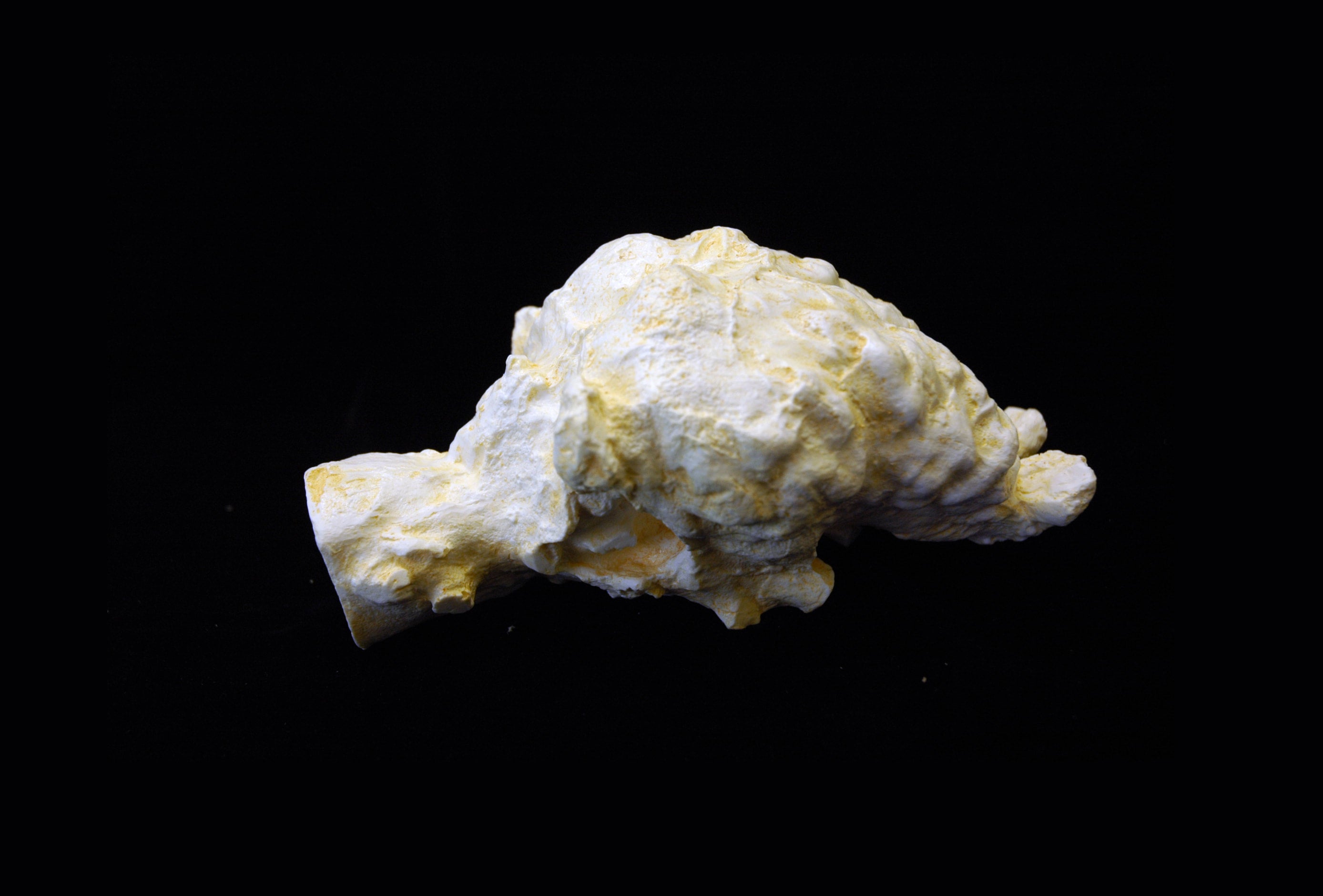 BISON BRAIN | My Site