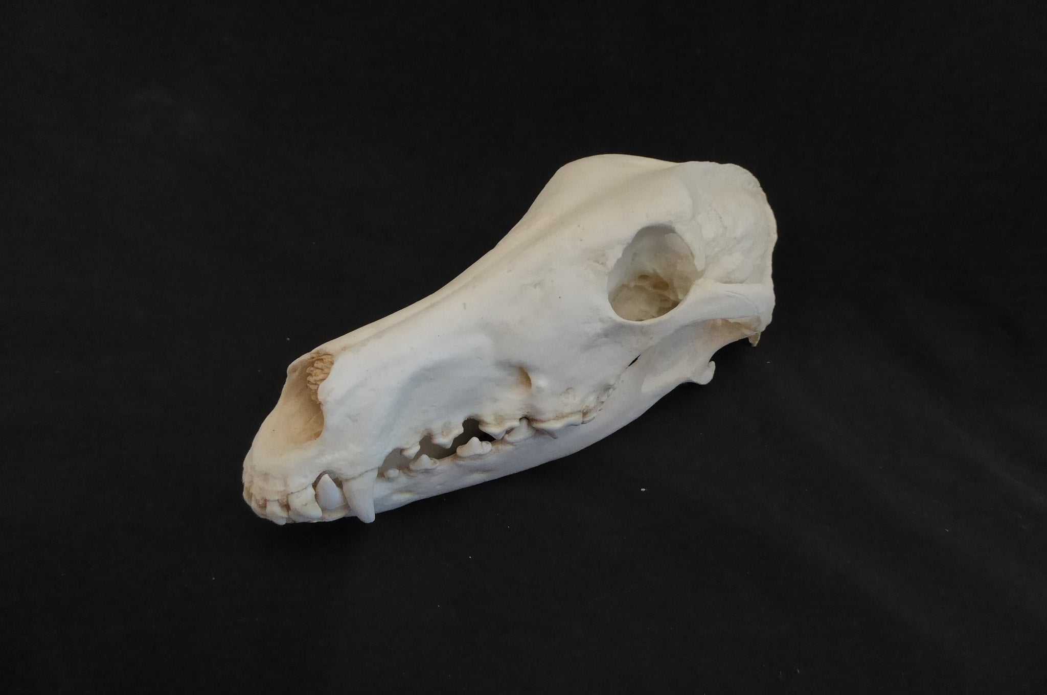Russian Wolfhound Borzoi dog Skull | My Site