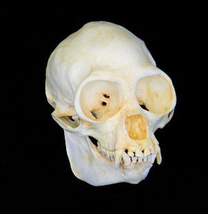 spider monkey skull drawing