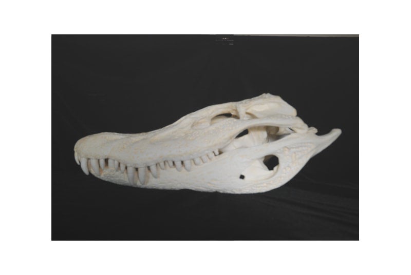 BLACK CAIMAN Skull . | My Site