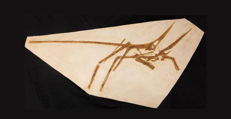 nyctosaurus skeleton