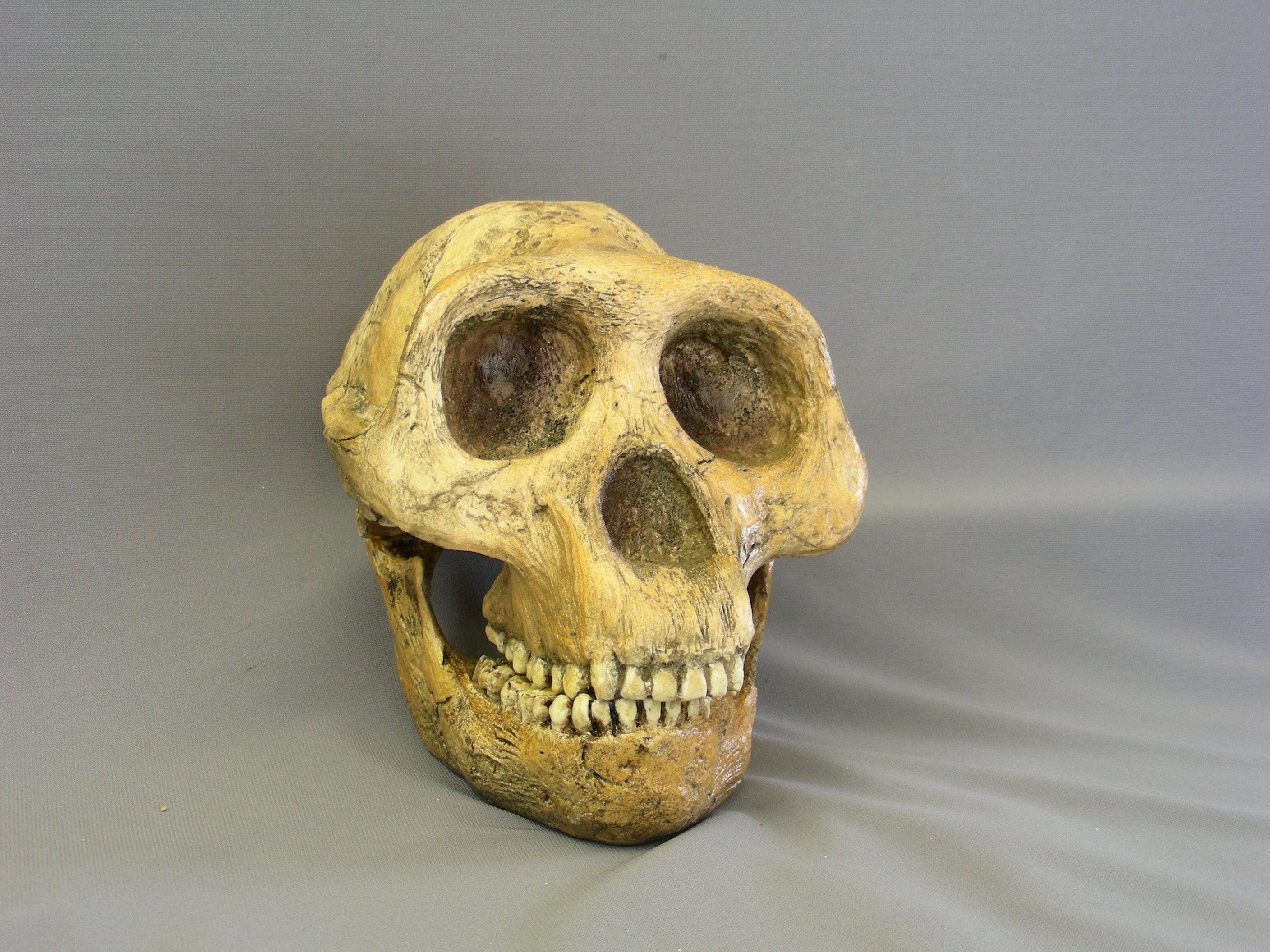 australopithecus skull