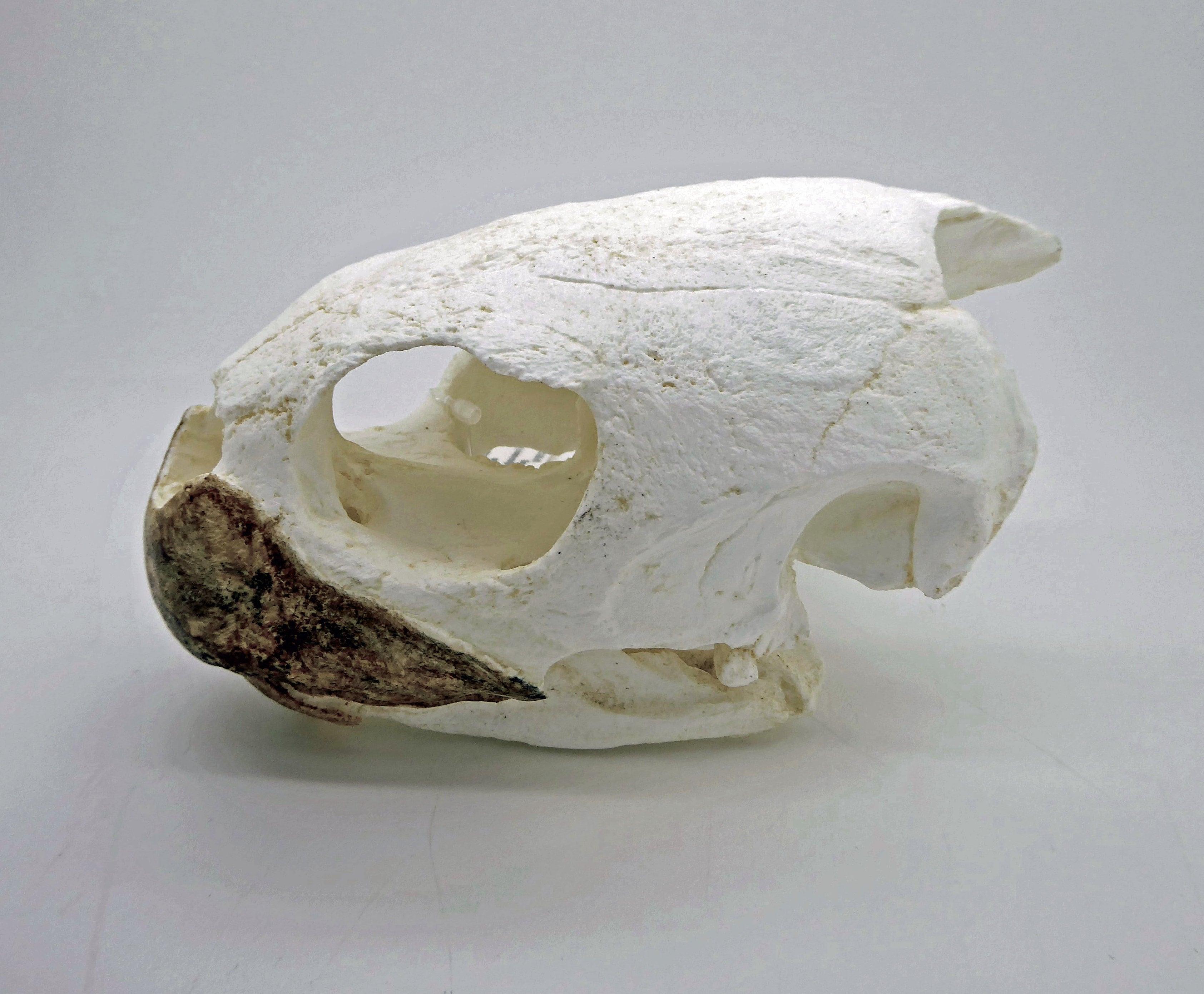 turtle skeleton head