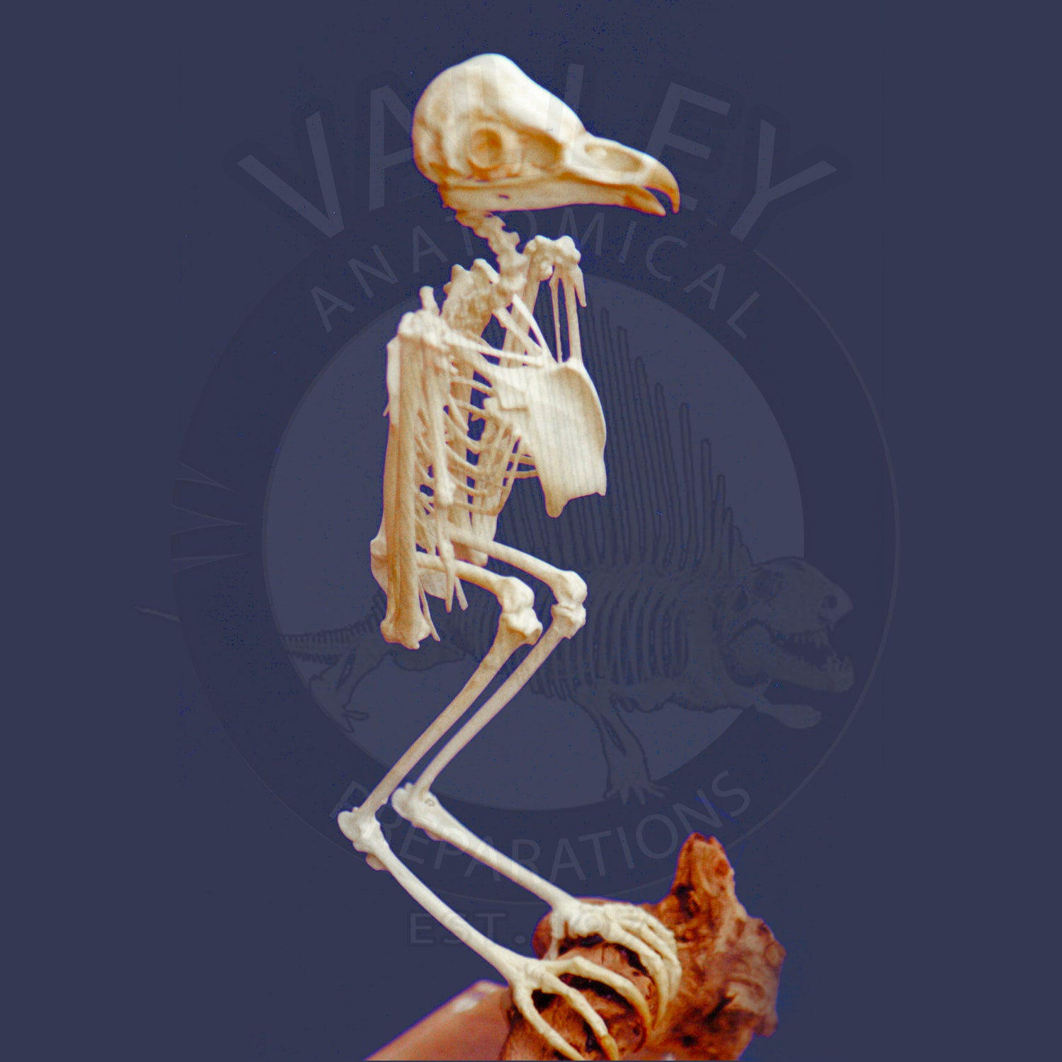 owl skeleton type