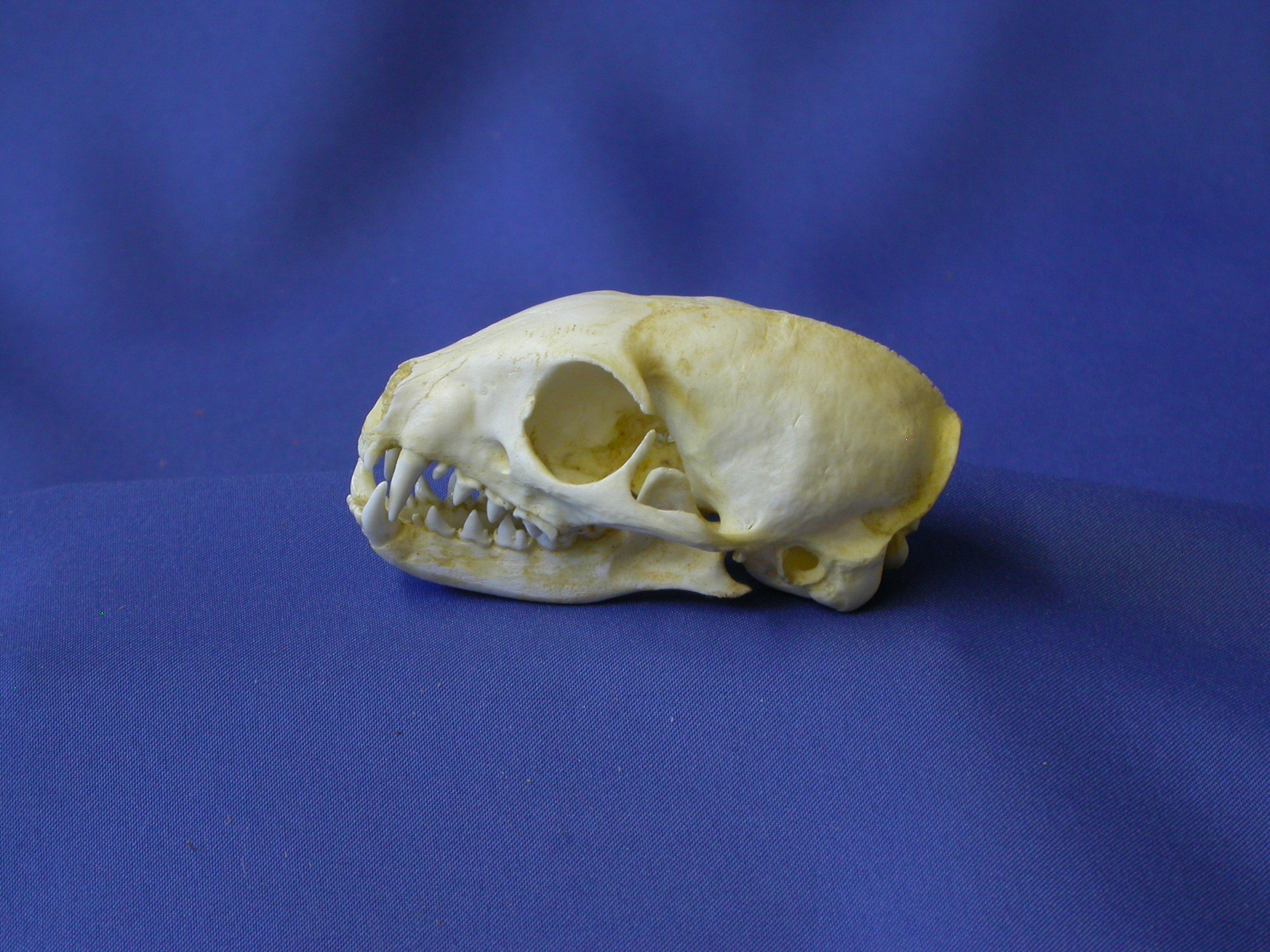 Yellow Mongoose Male Skull | My Site