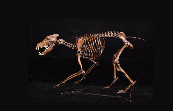 DIRE WOLF SKELETON MOUNTED | My Site