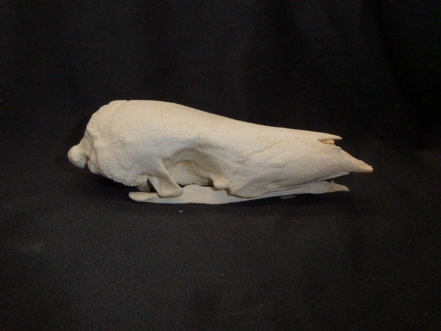 pangolin skull