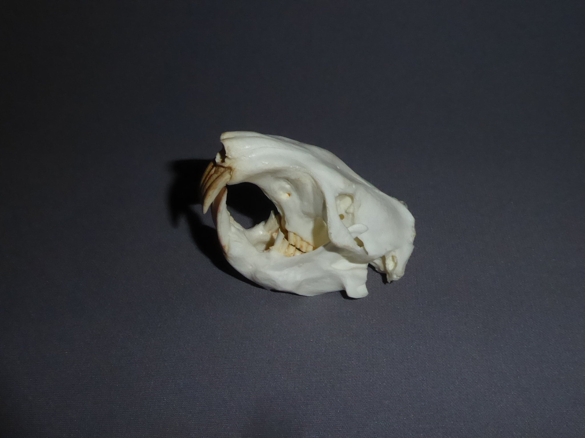 Giant Pocket Gopher Skull | My Site