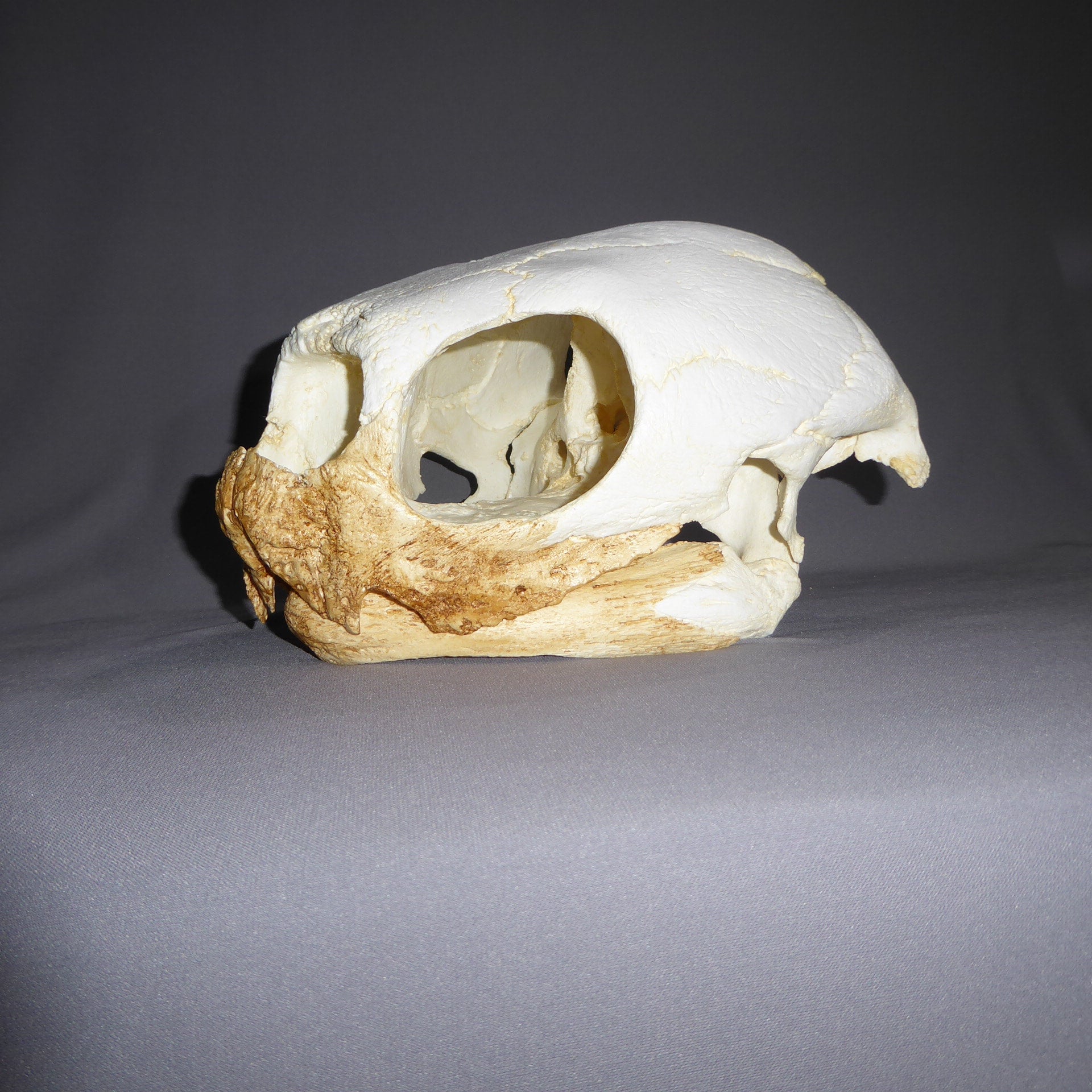 sea turtle skull bones