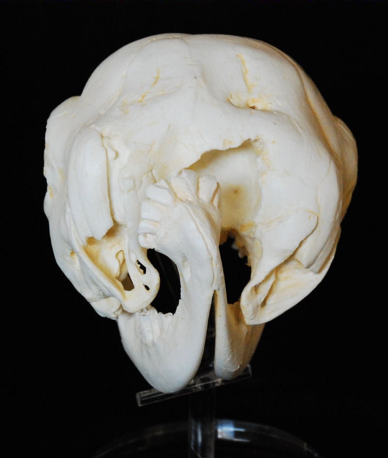 2 headed skull human