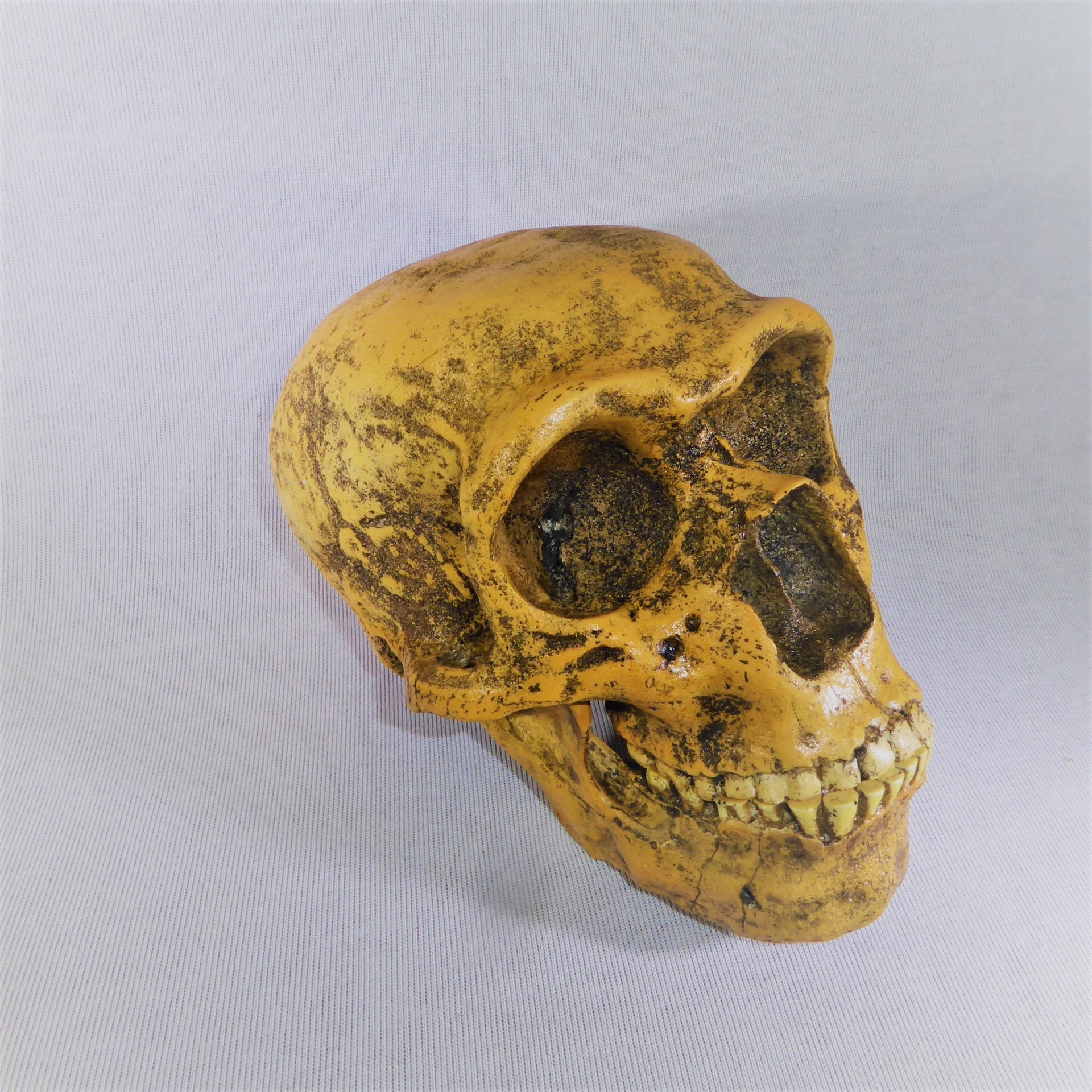 neanderthal skull