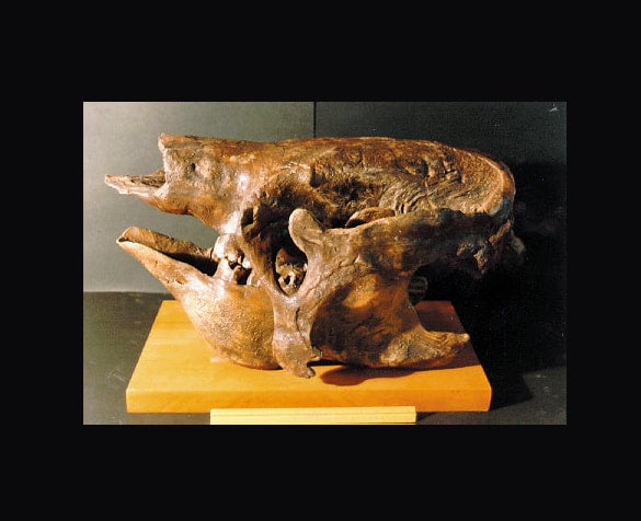 moeritherium skull