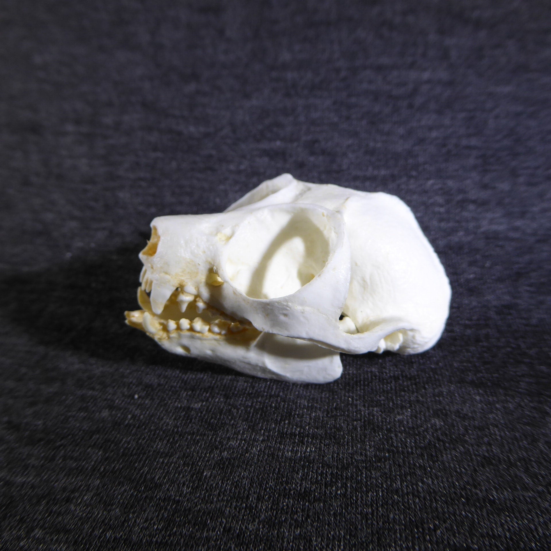 loris skull