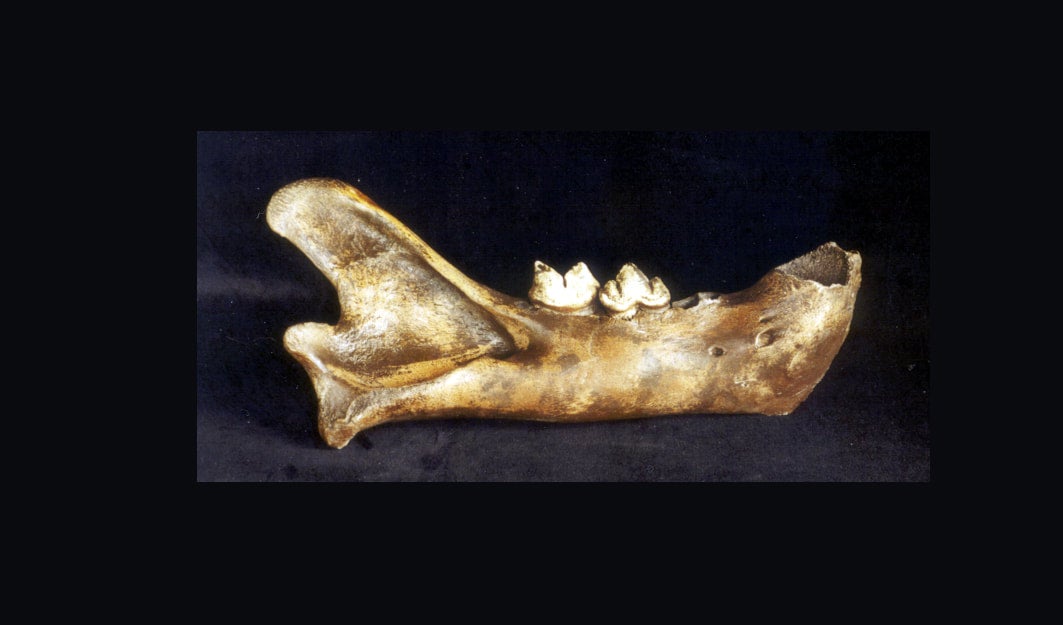 American Lion Right Side Mandible | My Site