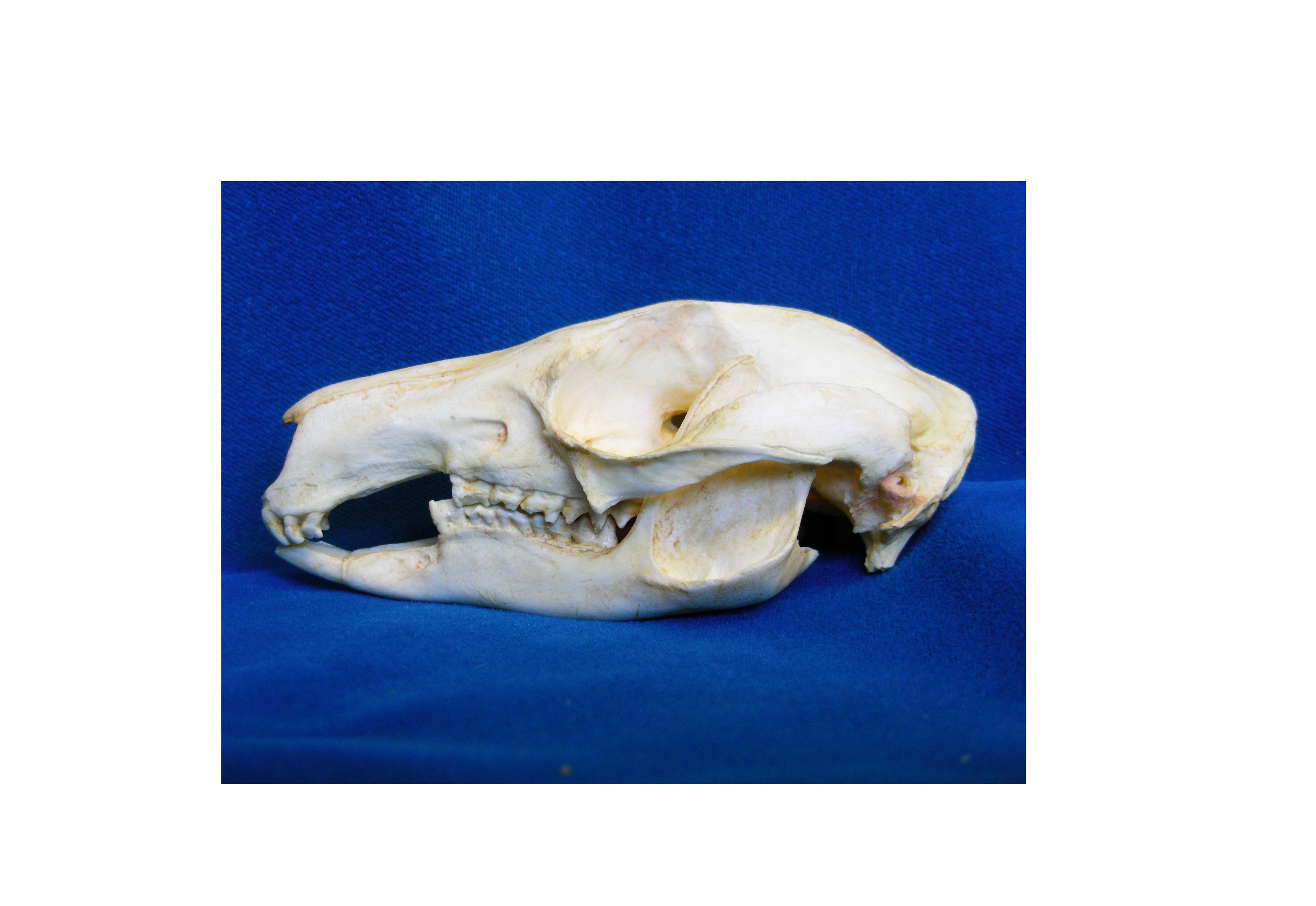 Brush-tailed Rock Wallaby Female Skull | My Site