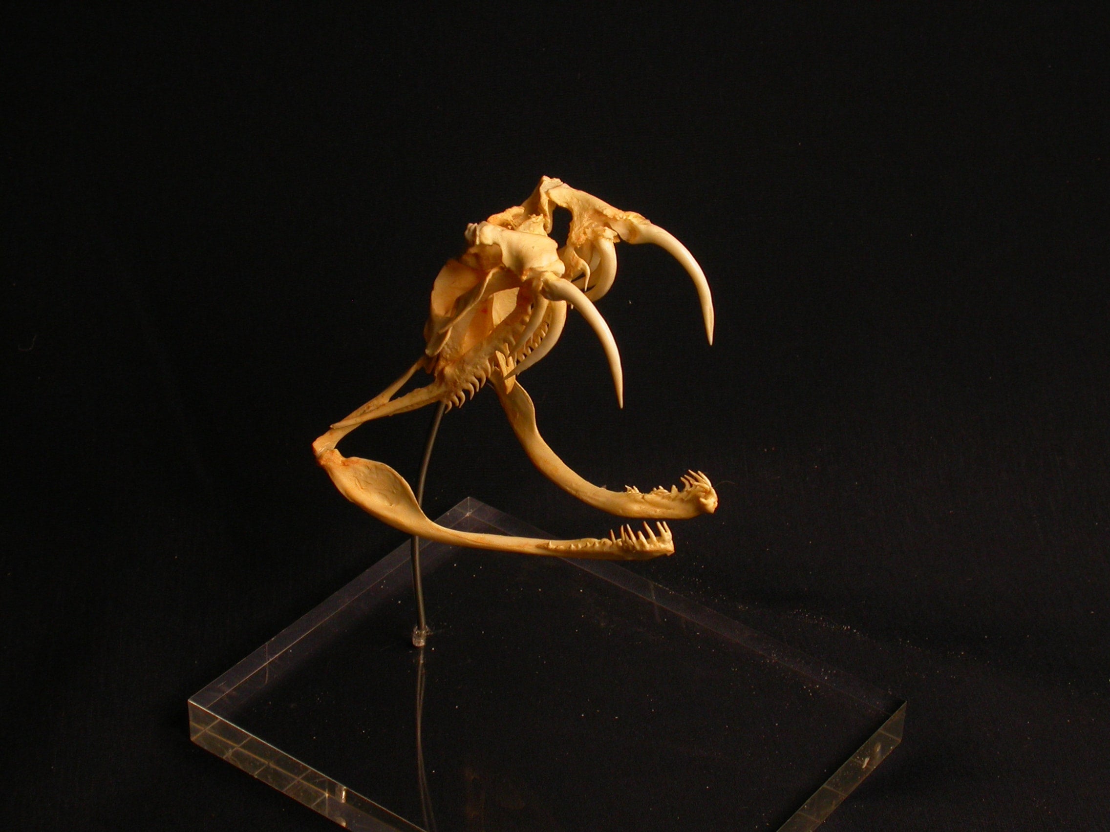 gaboon viper skeleton
