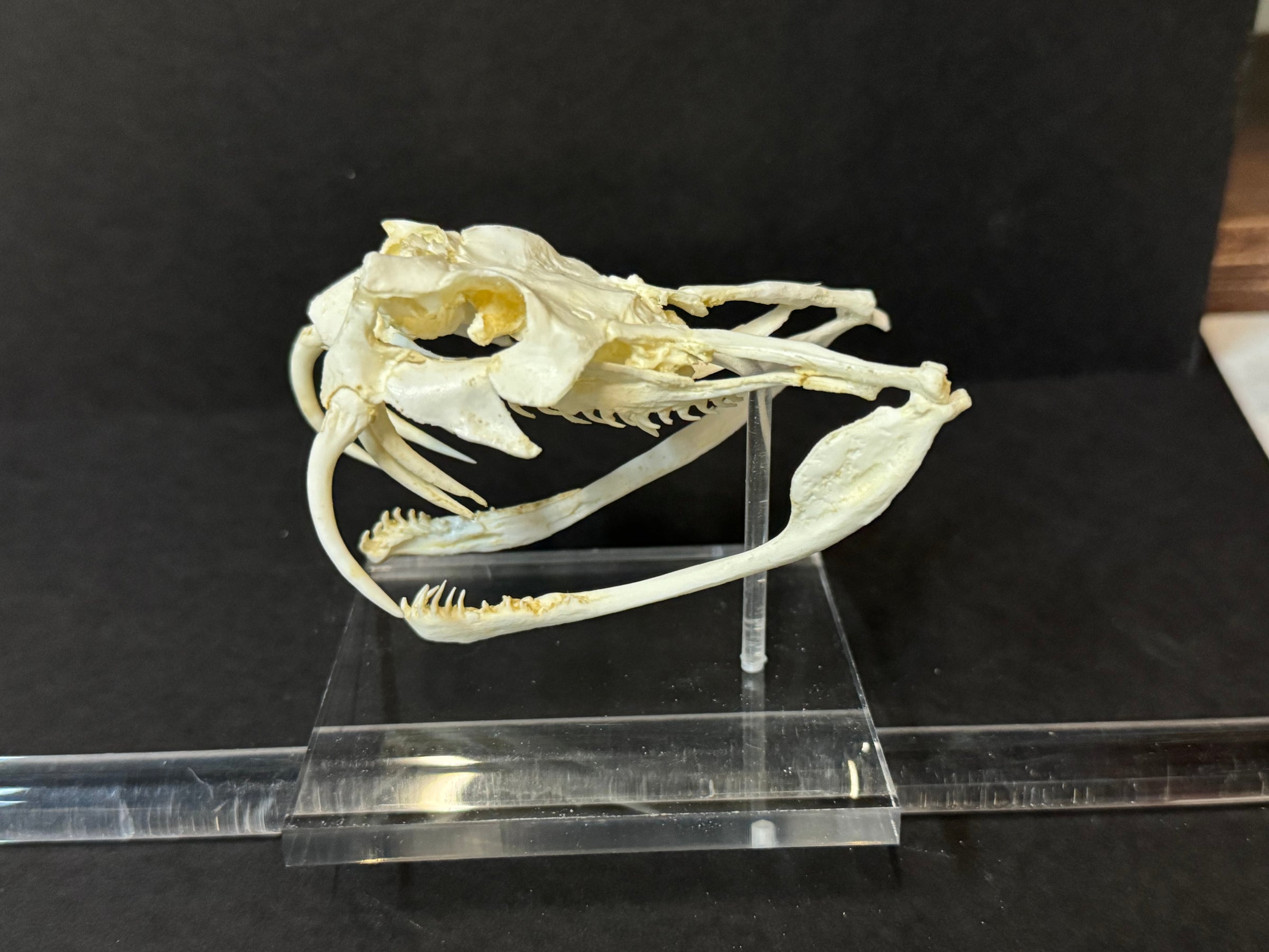gaboon skull