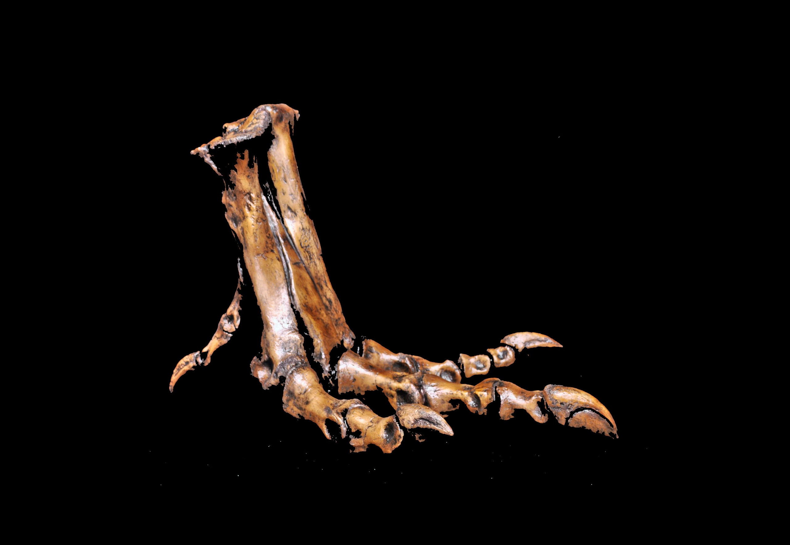 TYRANNOSAURUS REX FOOT | My Site