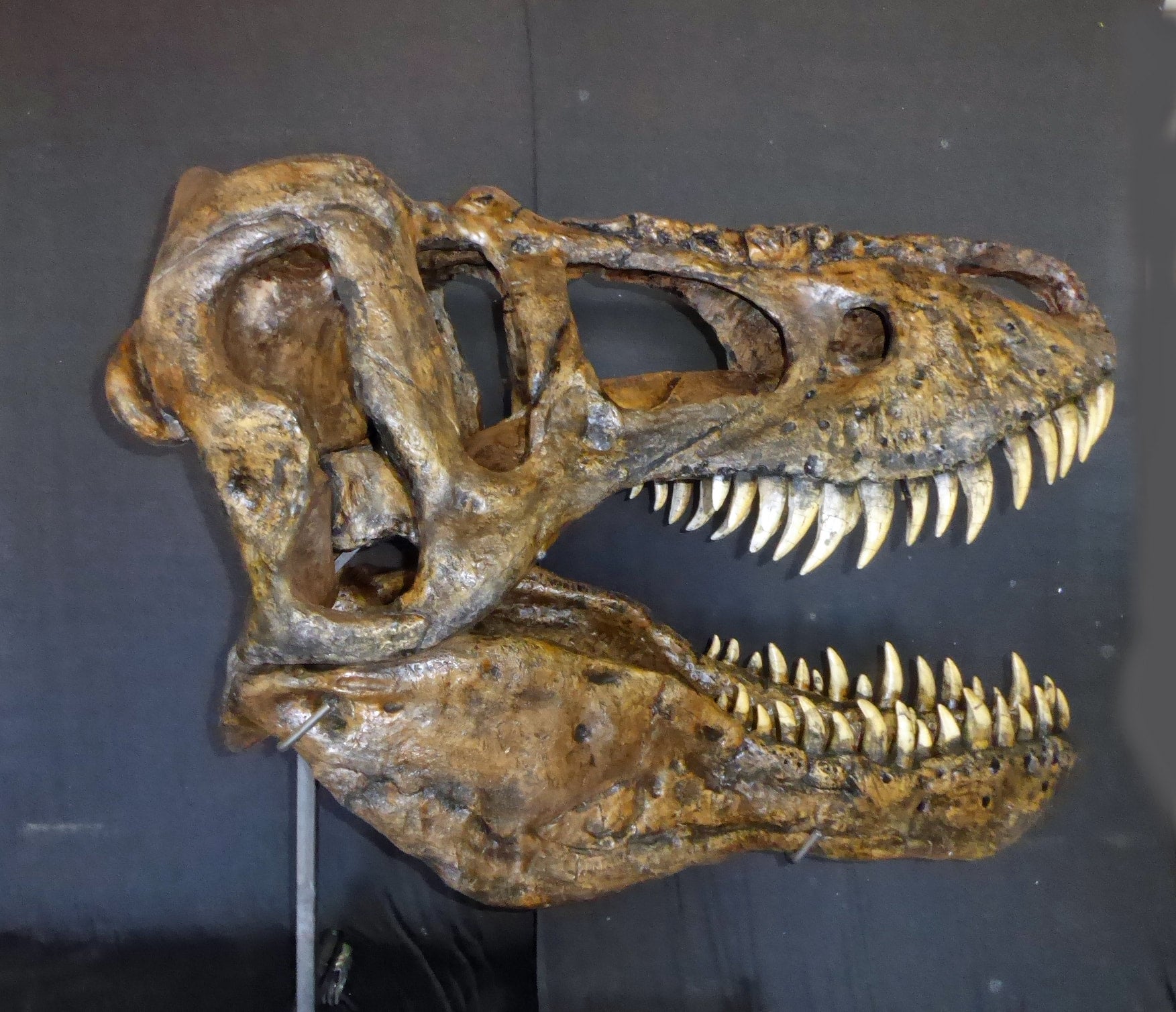 Tyrannosaurus Skeleton Size