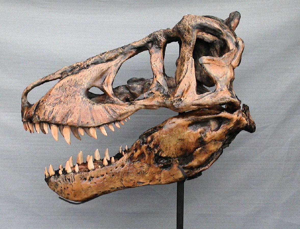 TYRANNOSAURUS REX,HARLEY SKULL | My Site