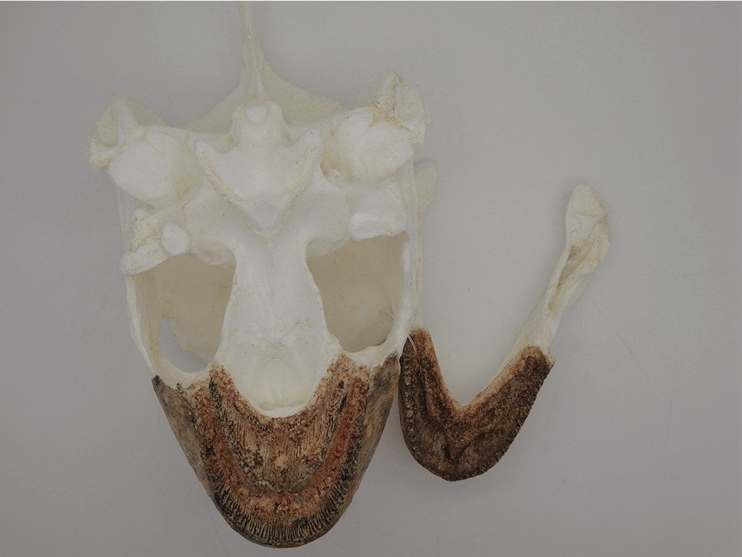 Sea Turtle Skull