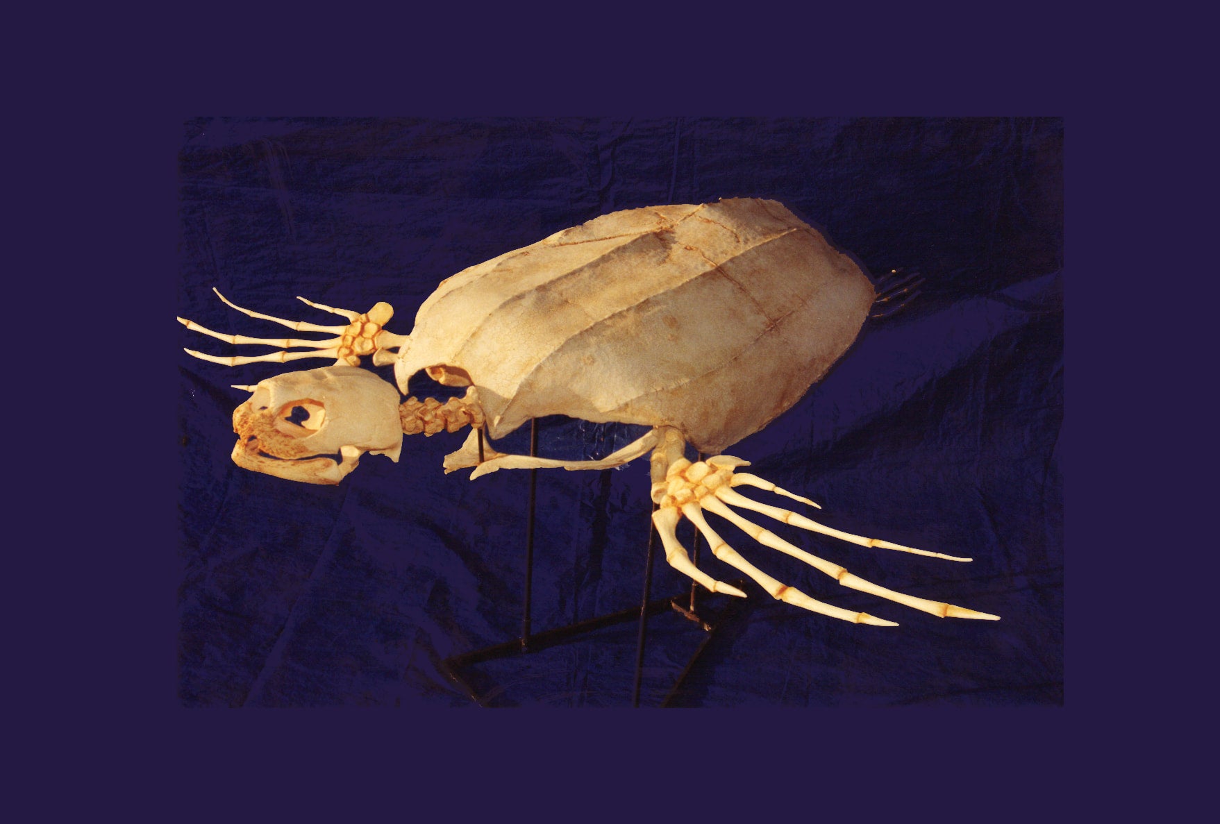 Leatherback Sea Turtle Skeleton