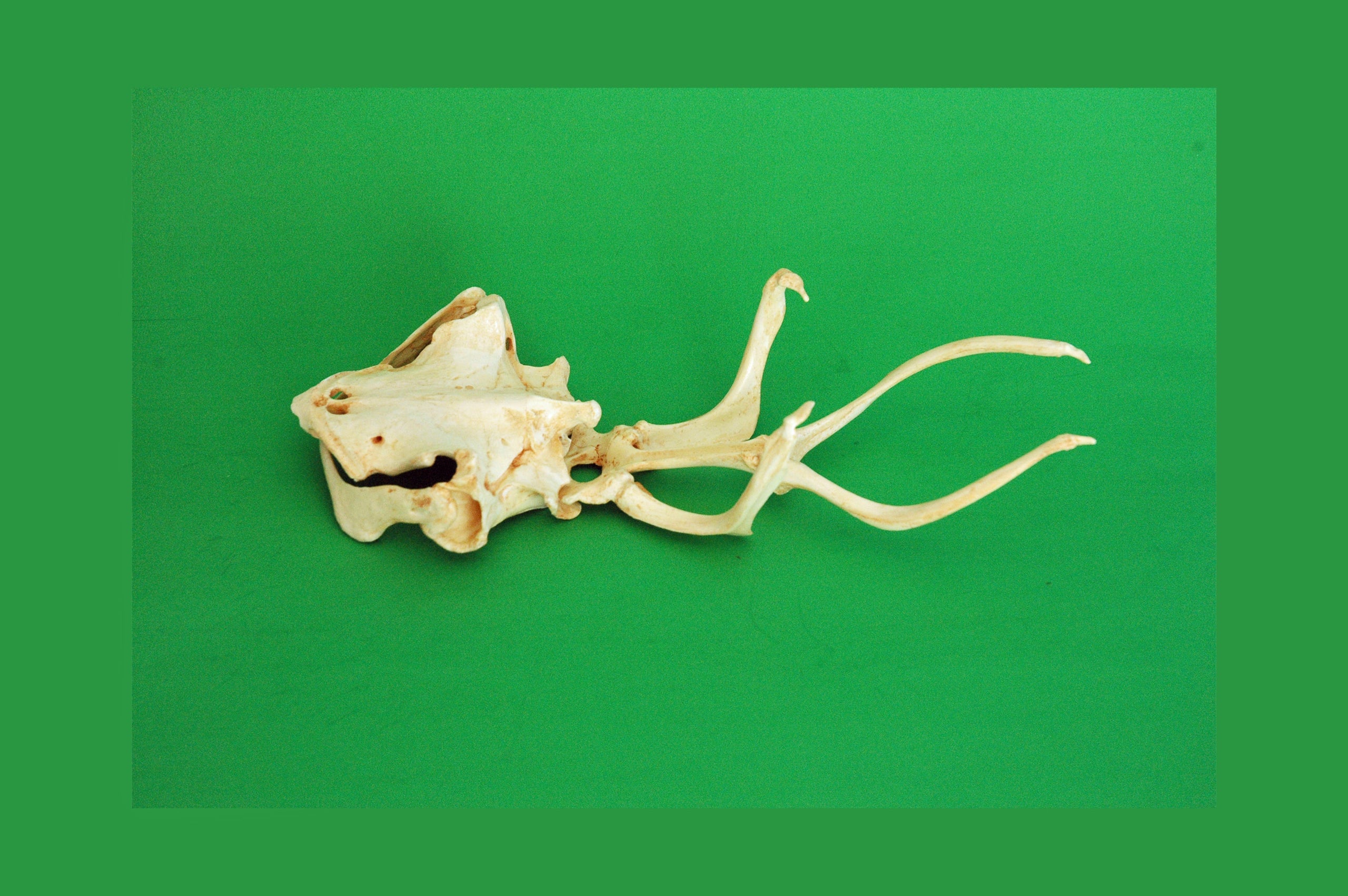 MATAMATA TURTLE SKULL AND HYOID | My Site