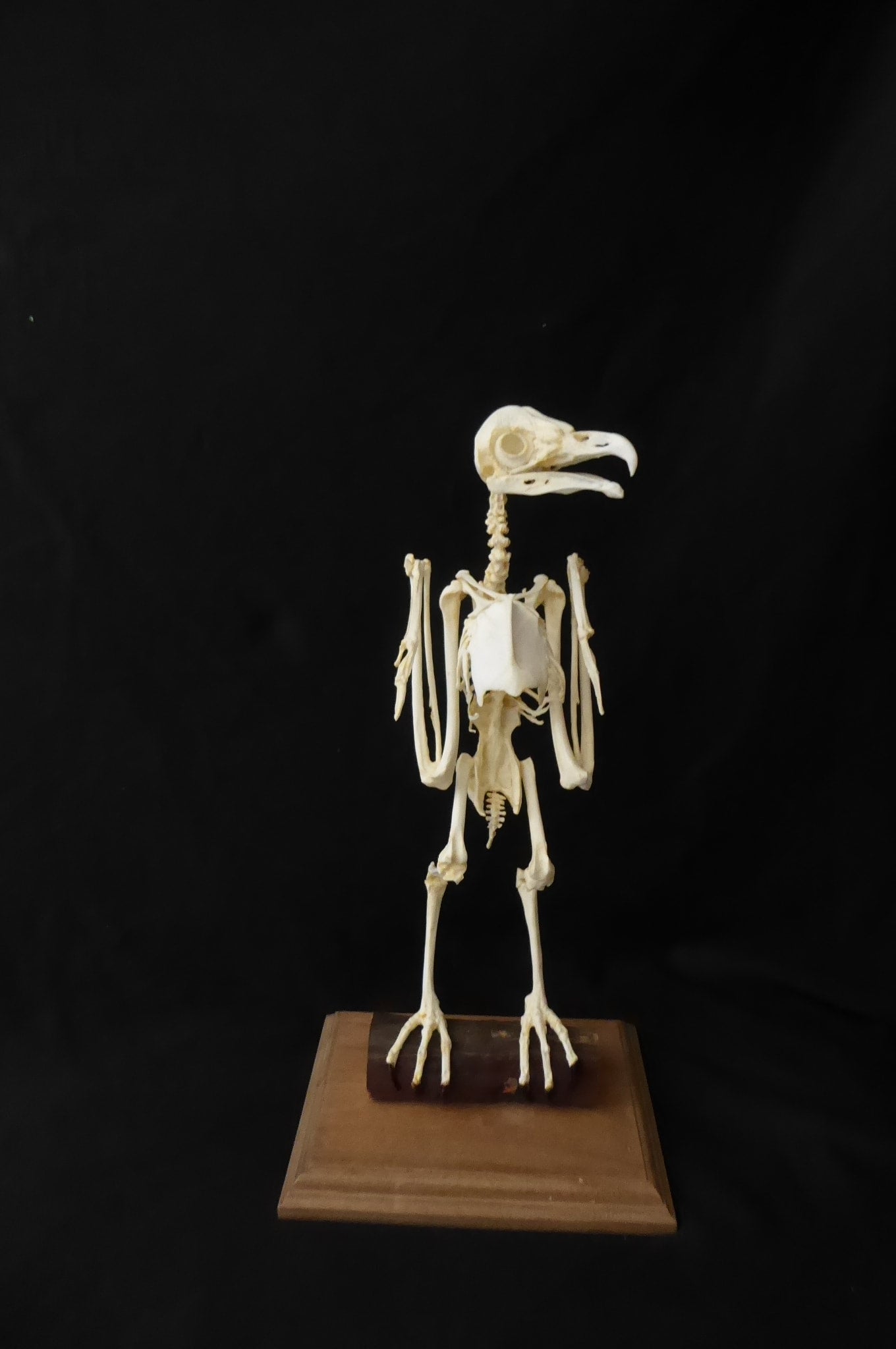 BARN OWL. SKELETON | My Site