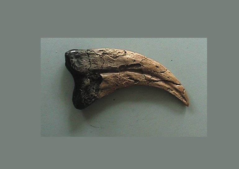 Utahraptor Claw