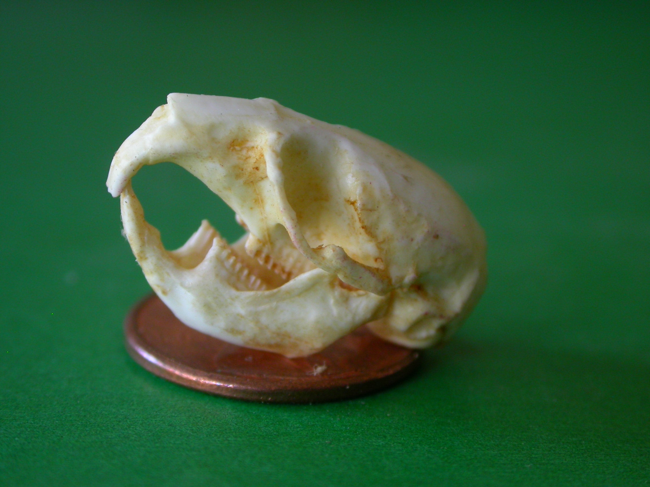 Vole Skull