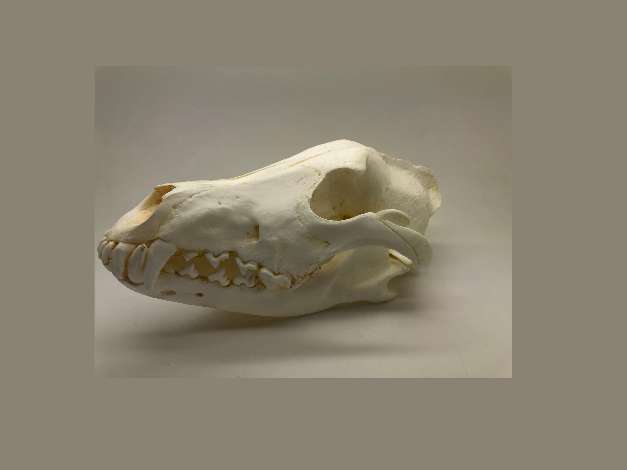 Gray Wolf Skull