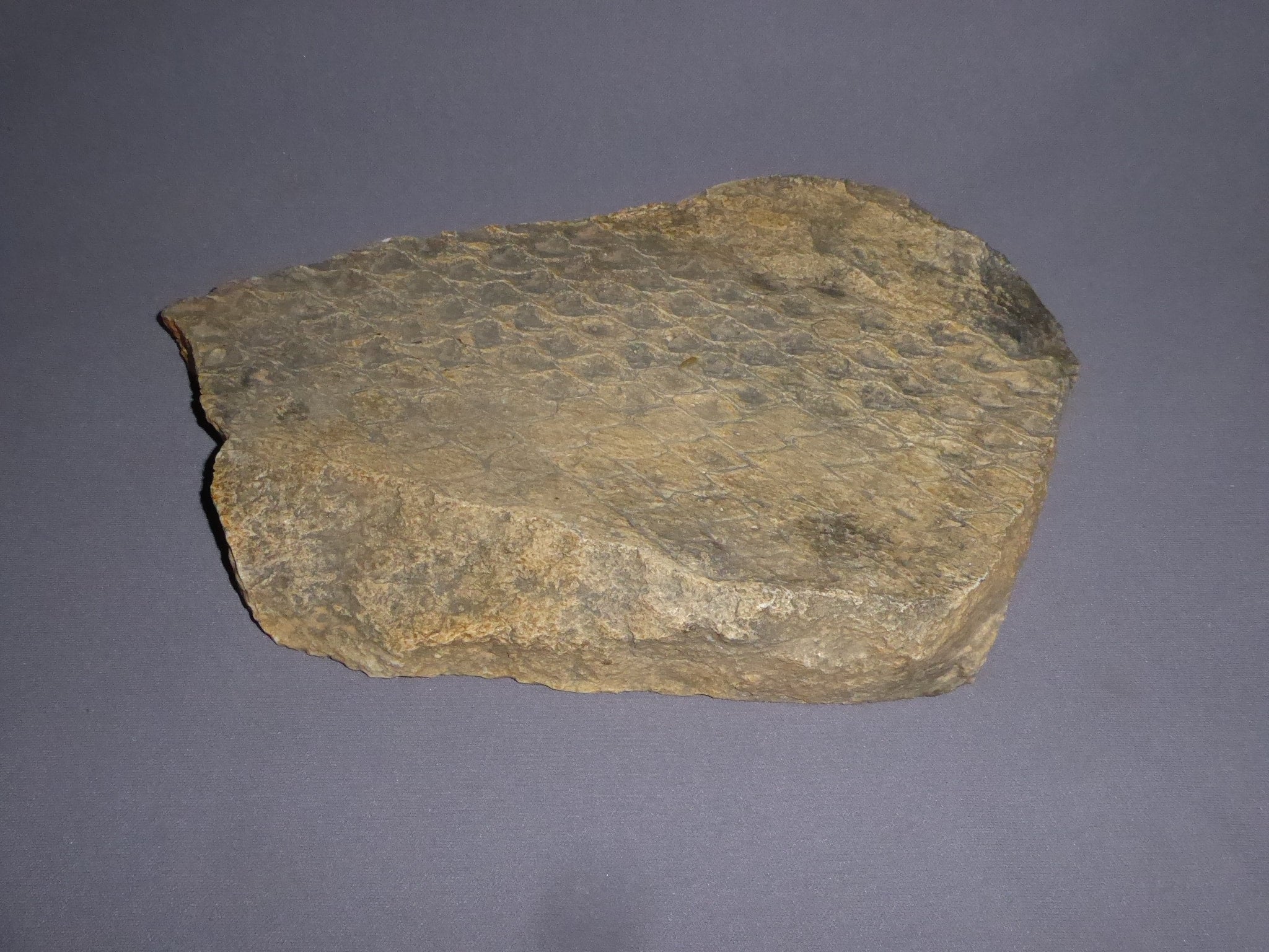 Lepidodendron Fossil