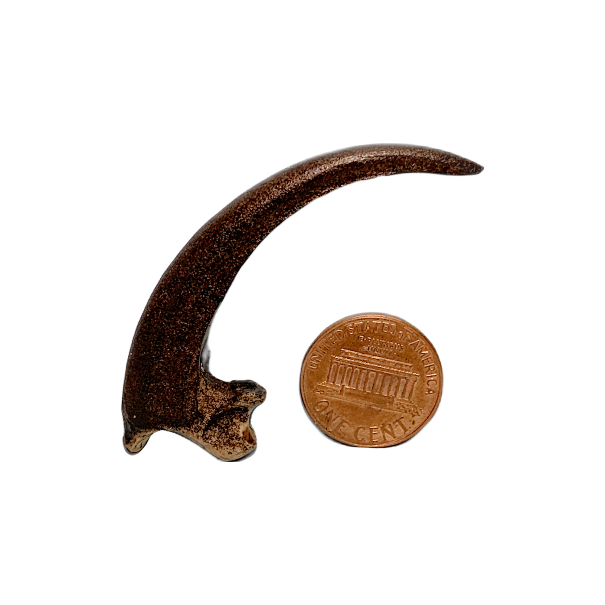 Golden Eagle Claw | My Site