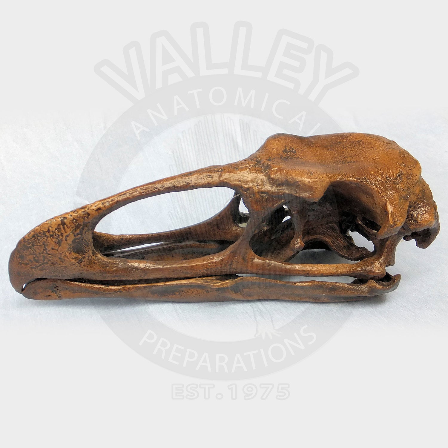 TERATORNIS SKULL | My Site